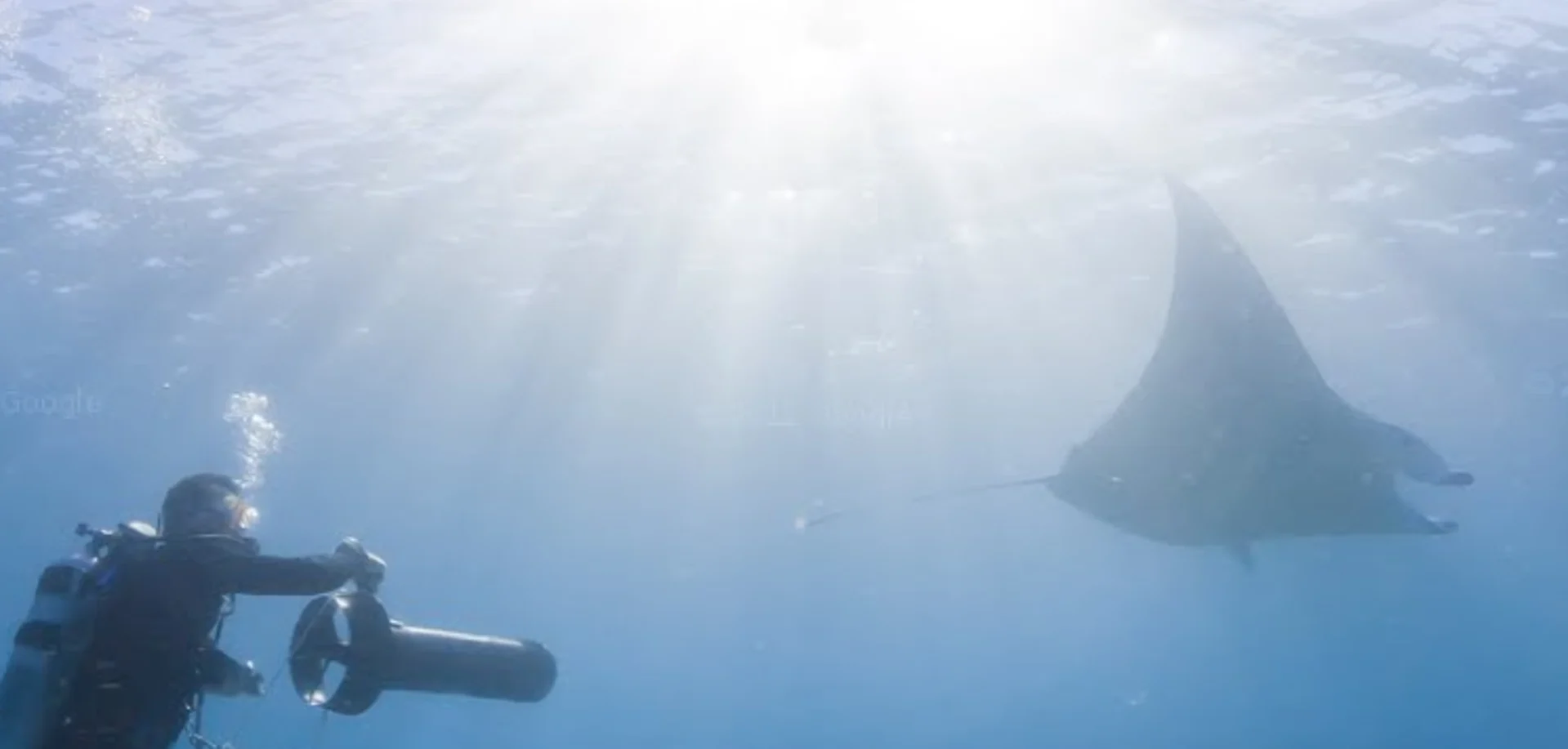 Google Turns Turtle and Takes Street View Underwater - Fast Company