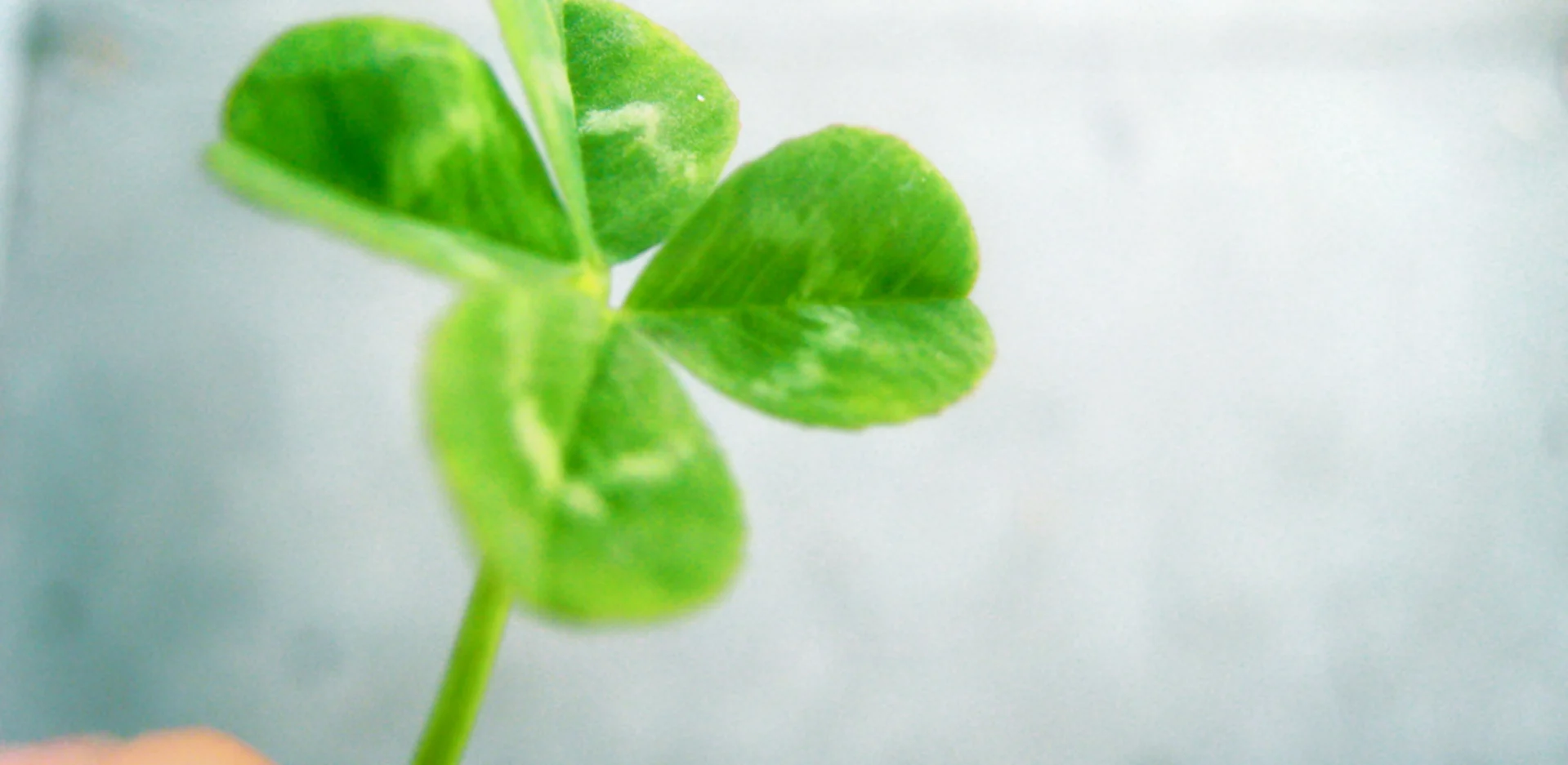 The Facts Of Luck - Fast Company