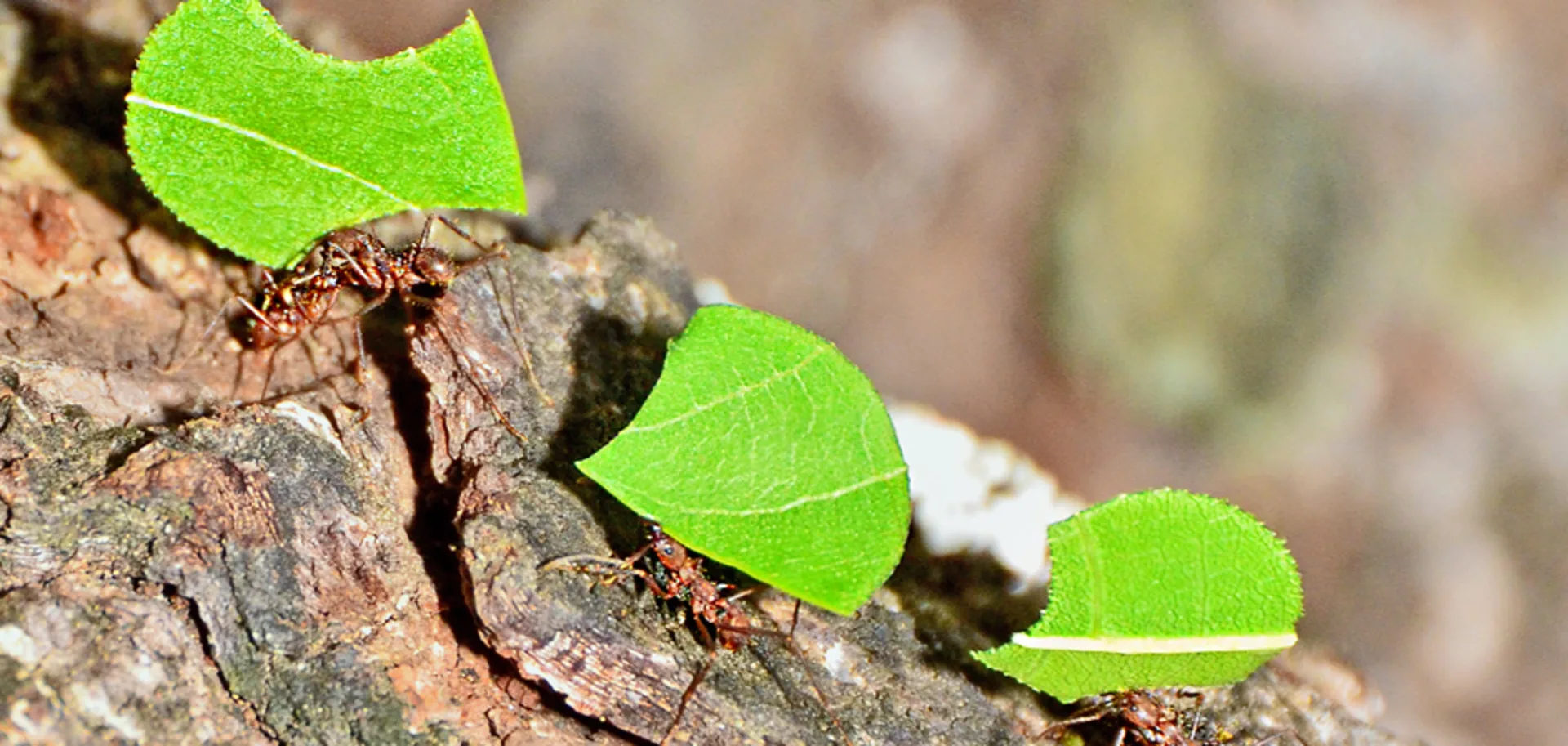 The 4-Step Process For Breaking Down Long-Term Goals - Fast Company