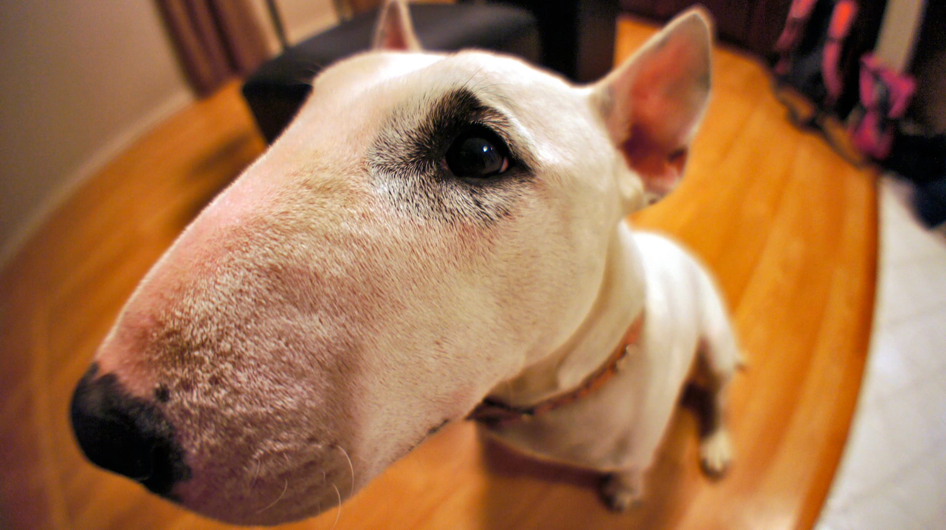 How Dogs Use Skype - Fast Company