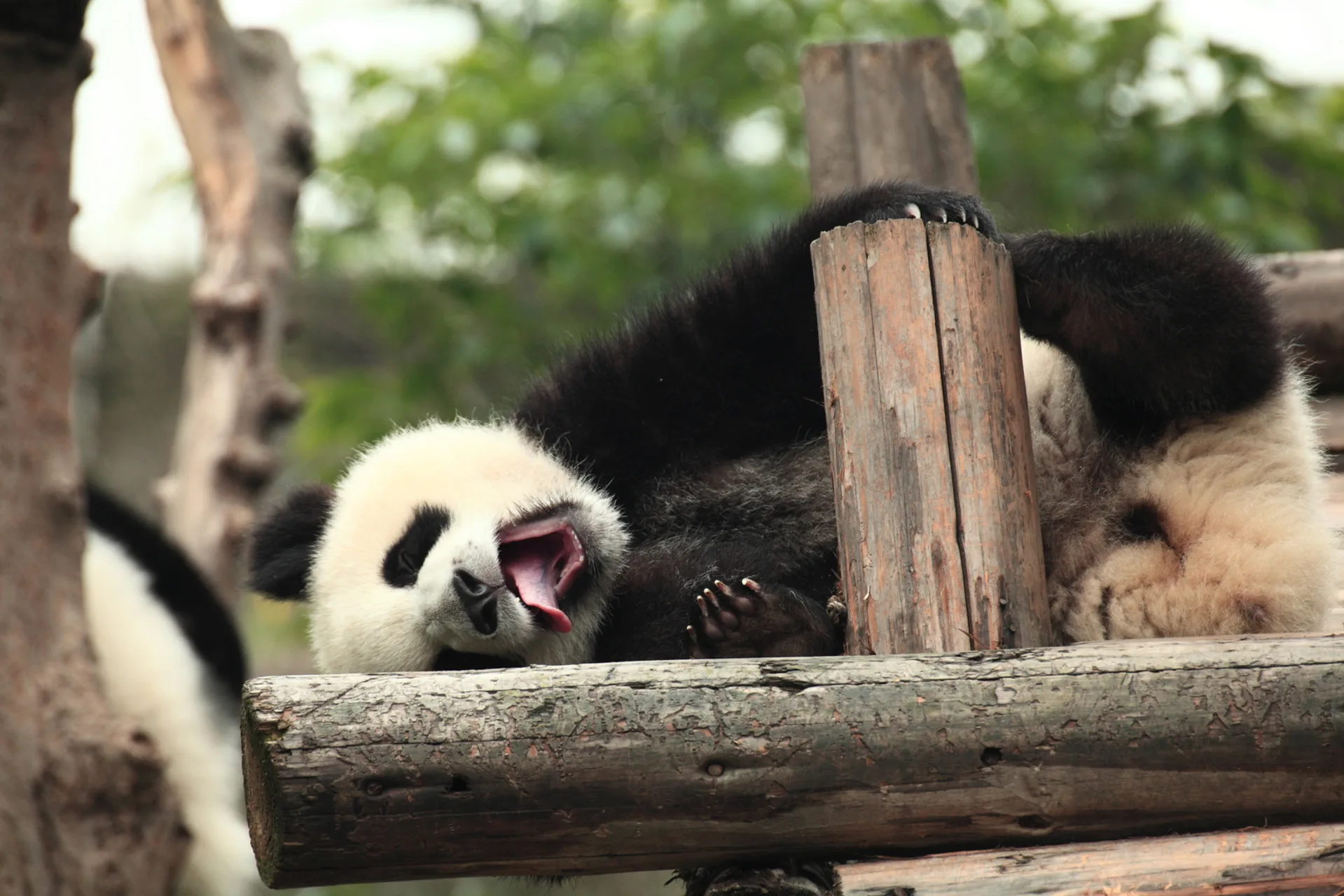 IPanda: China Is Creating A 24-Hour Live Panda Stream - Fast Company