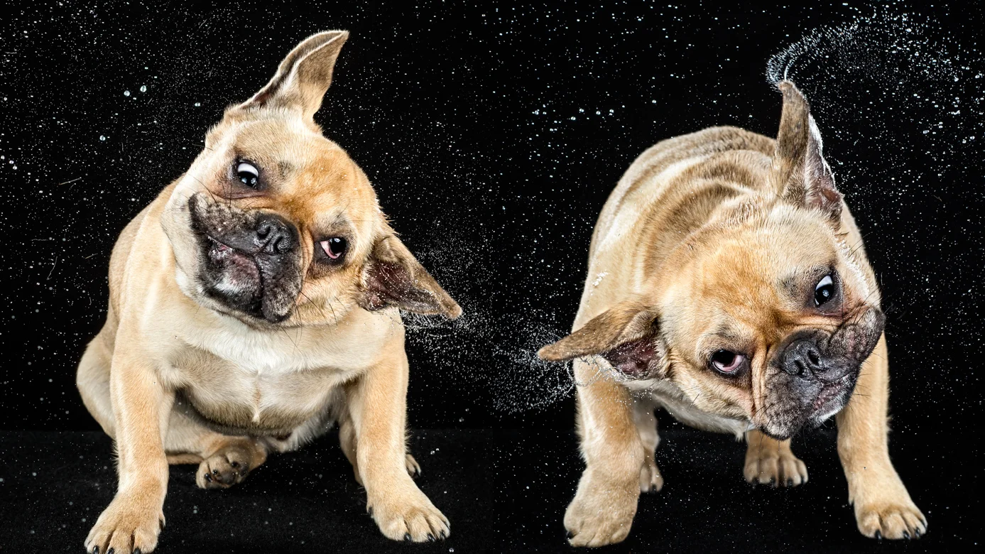Amazing Dog Photos