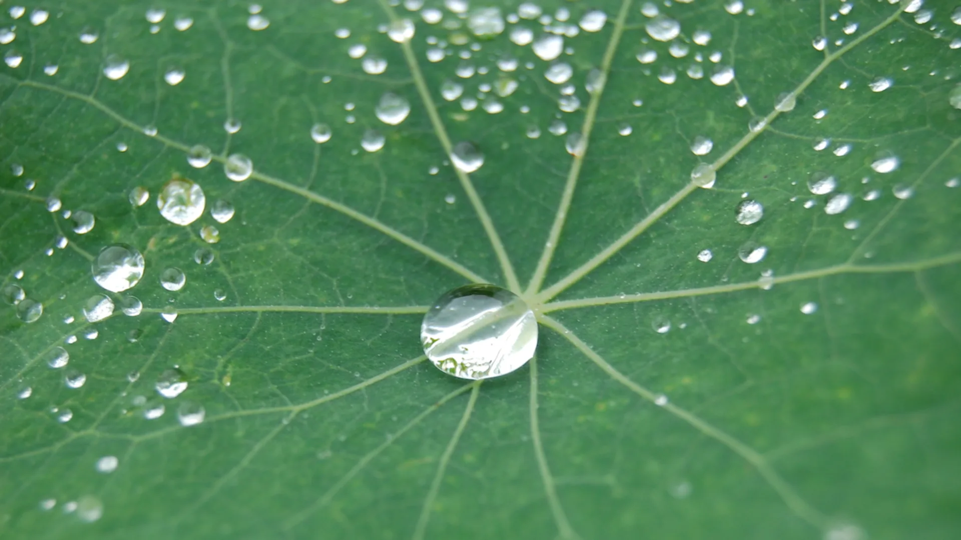 The "Most Waterproof Material Ever" Is Inspired By Nature - Fast Company