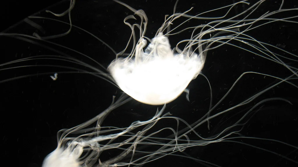 Here's How People Are Using The Jelly App - Fast Company