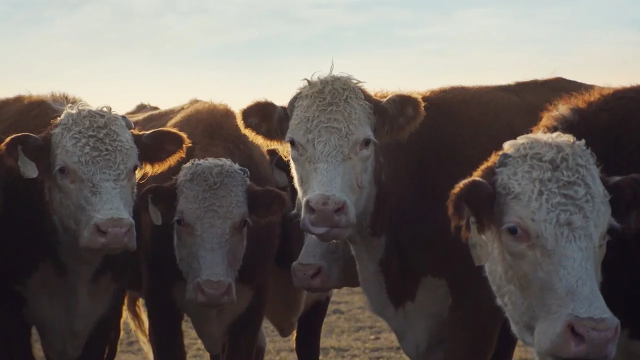 Chevy's New Super Bowl Ad Is Full Of Bull - Fast Company