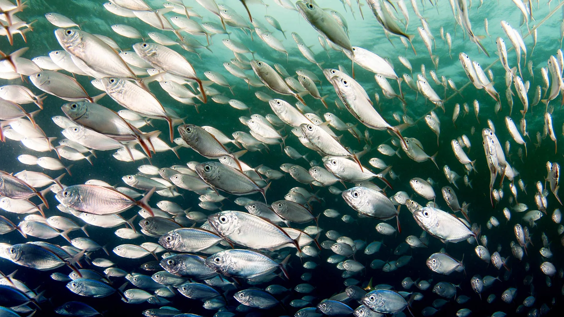4 Ways To Renew The Dwindling Global Fish Supply - Fast Company