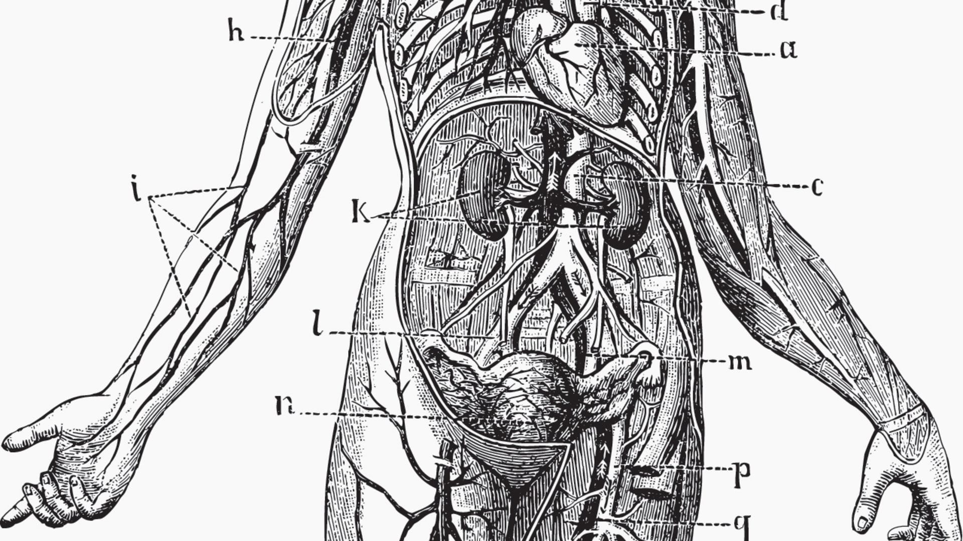 Lab-Grown Organs Are Out In The Wild, And More Are Coming Soon - Fast ...