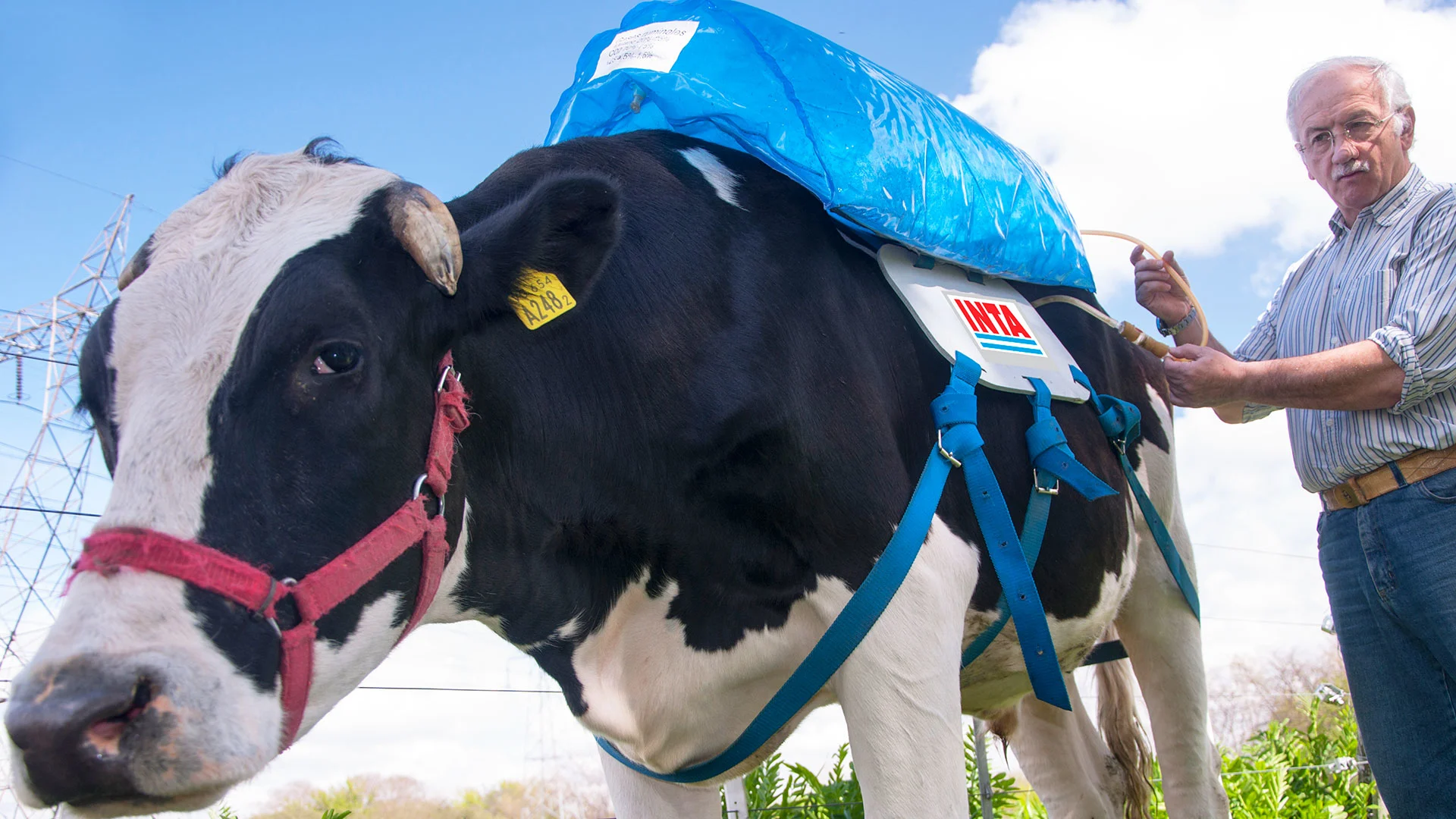 These Backpacks For Cows Collect Their Fart Gas And Store It For Energy ...