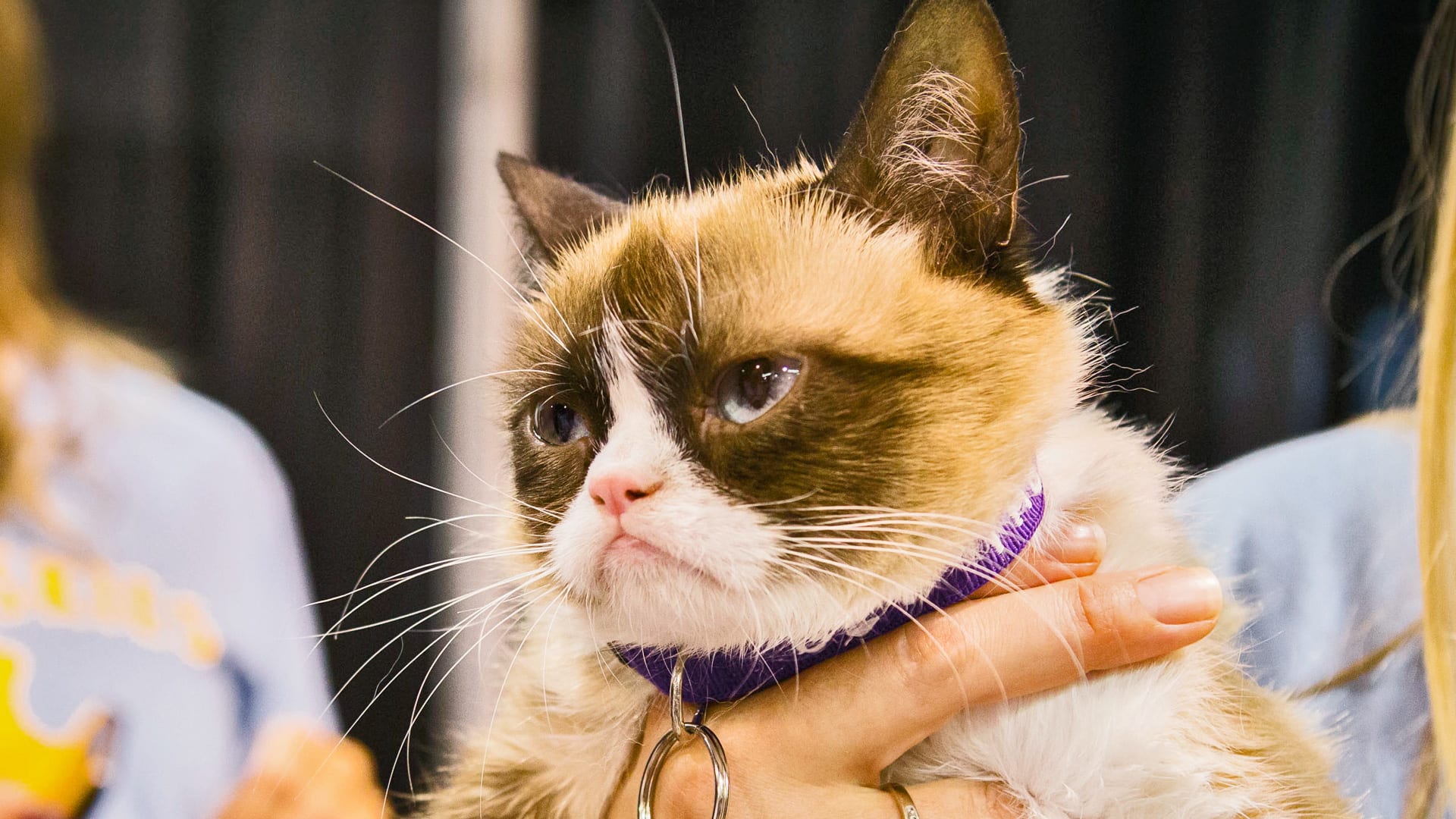 What It's Like To Own Grumpy Cat, The Most Famous Cat On The Internet ...