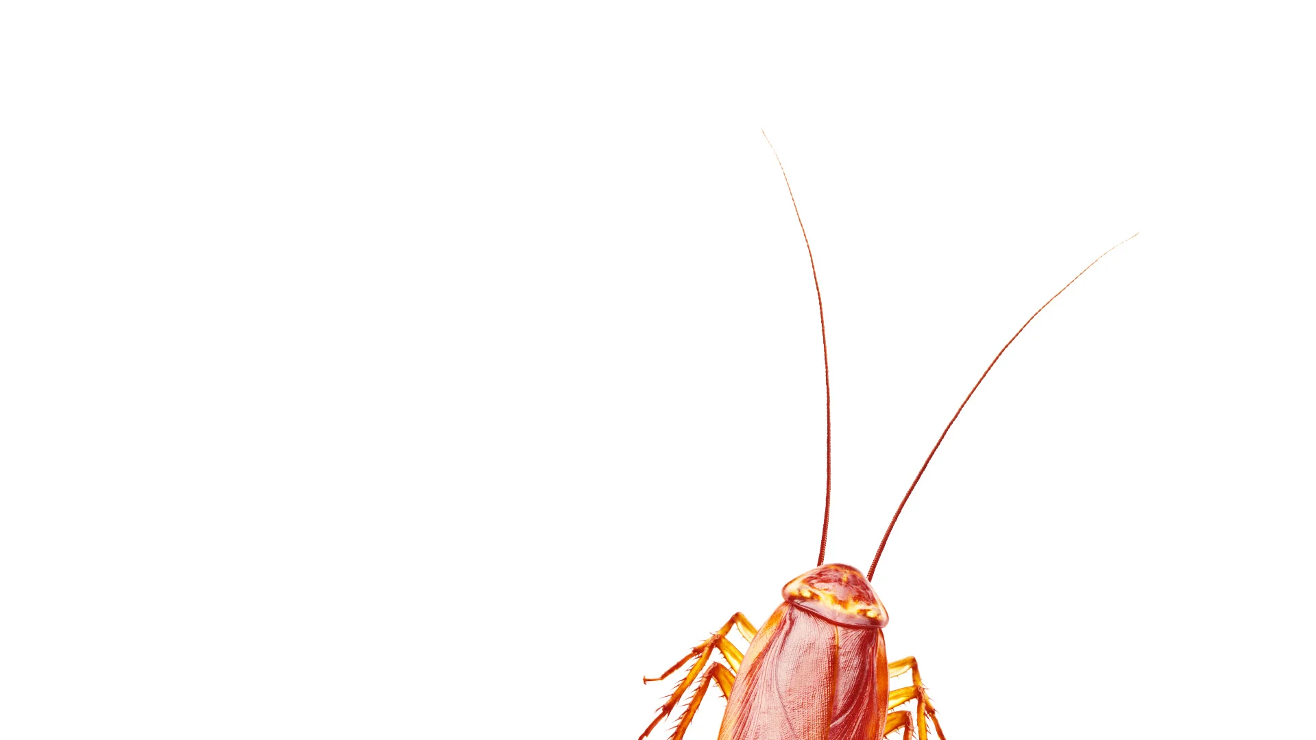 A Dummy's Guide To The "Bash Bug," Your New (And Scarier) Heartbleed ...