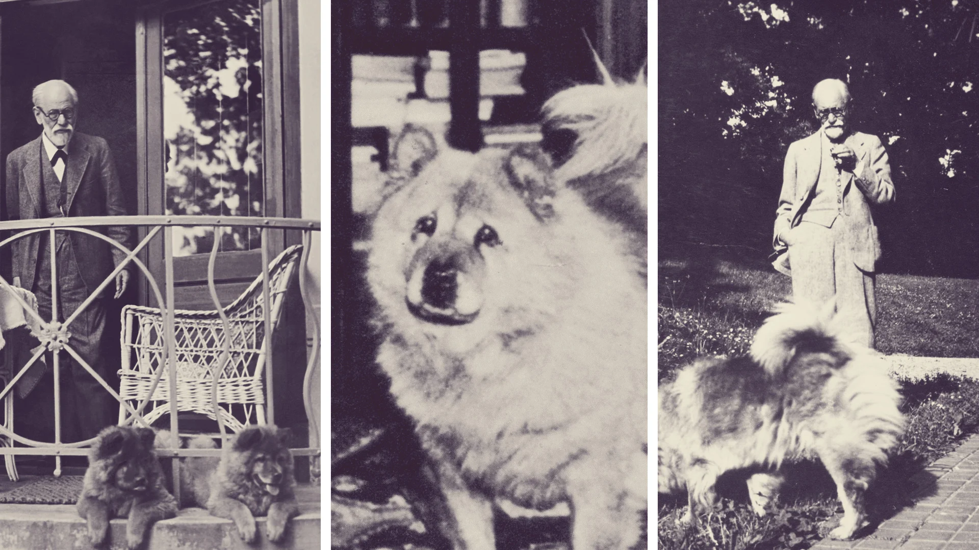 Dog Complex: Analyzing Freud's Relationship With His Pets - Fast Company
