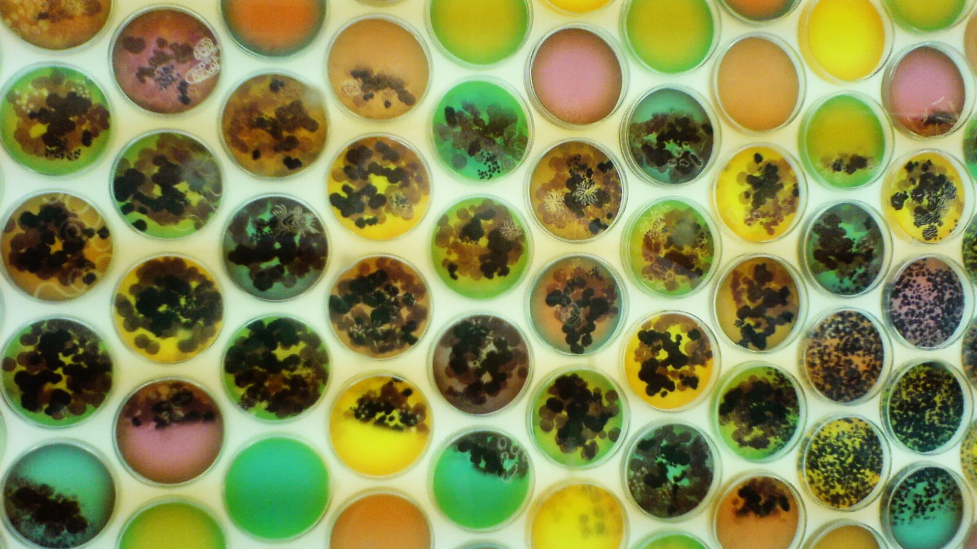 Scientists Experiment With... Robotic Bacteria? - Fast Company