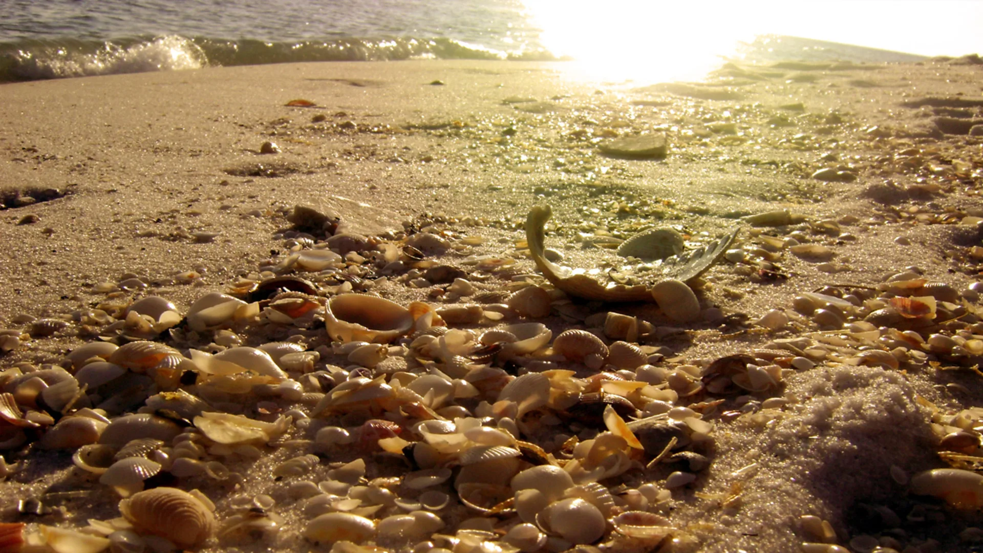 Biologist Discovers What May Be The Earliest Known Doodle - Fast Company