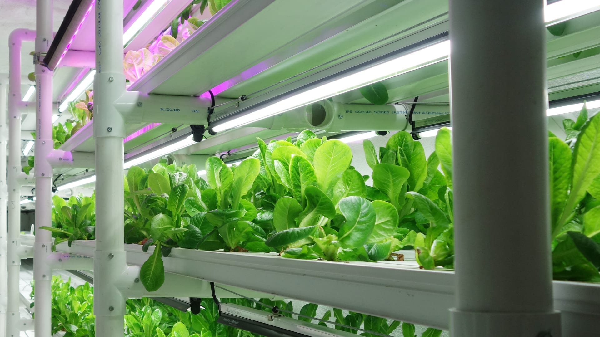 This Farm In A Box Can Grow As Much Lettuce As An Acre Of Land - Fast ...