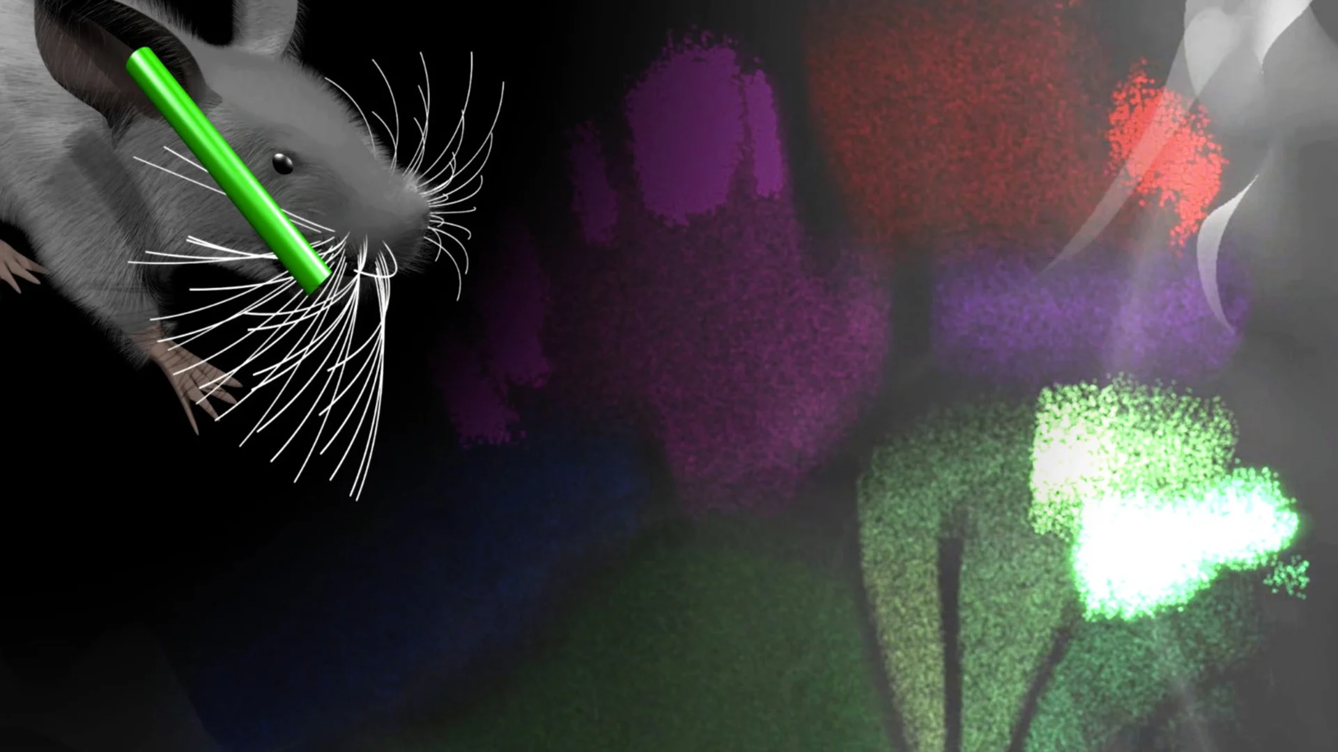 Save The Mice! We Can Do Experiments On This Virtual Mouse Instead ...