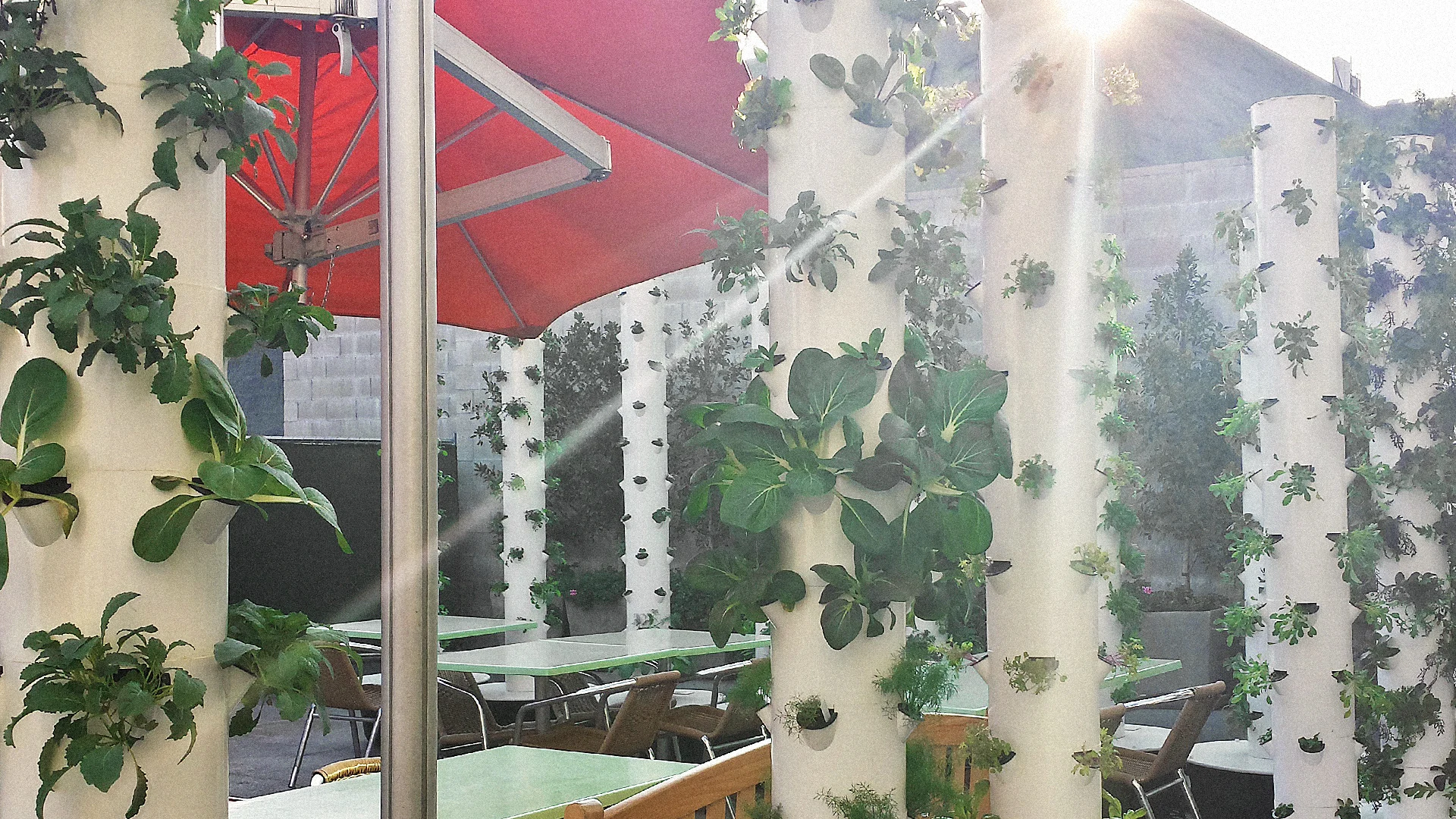 This Hollywood Restaurant Grows Your Food Next To Your Table - Fast Company