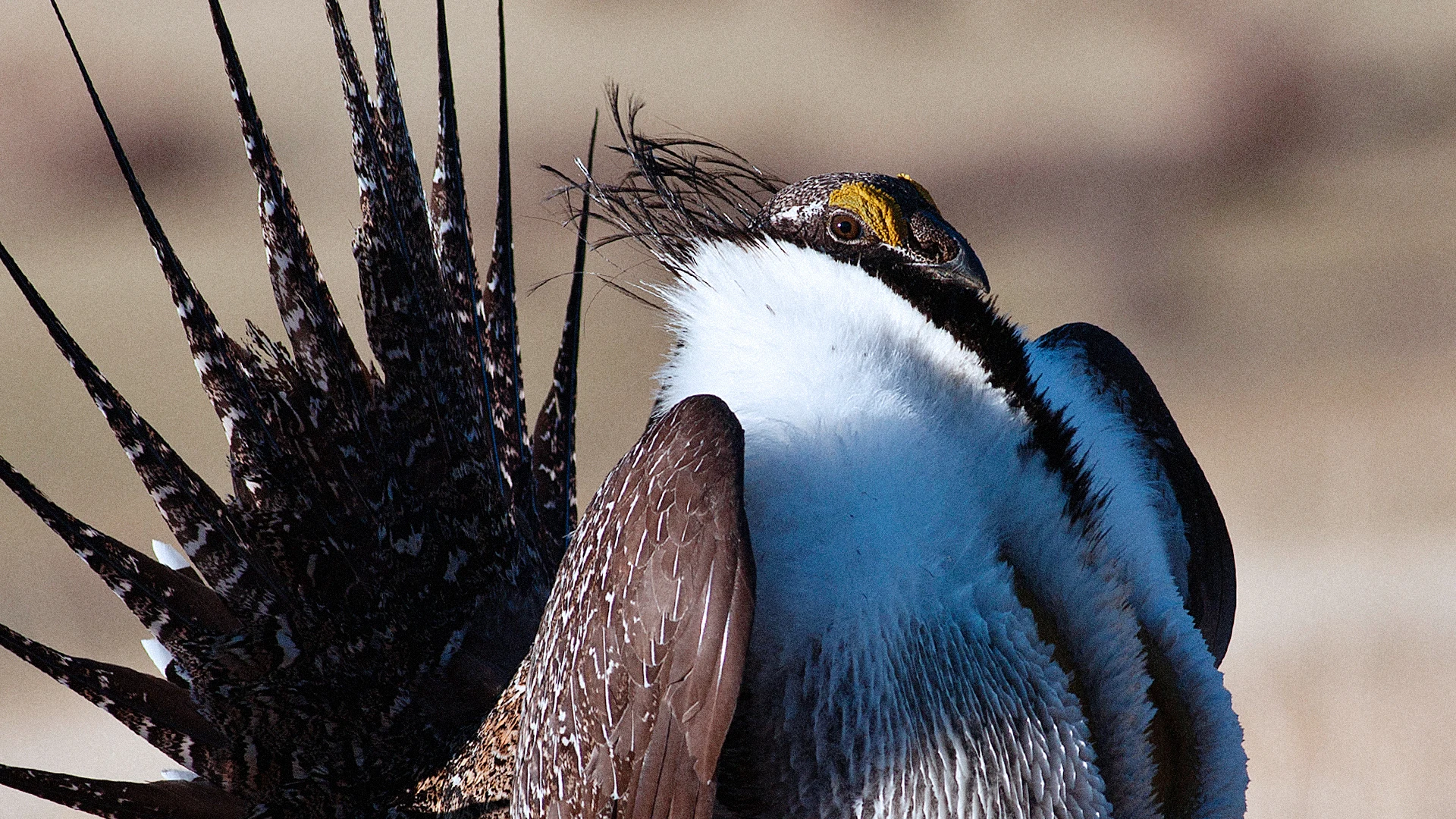 The Strange Little Bird At The Center Of The Biggest Species ...