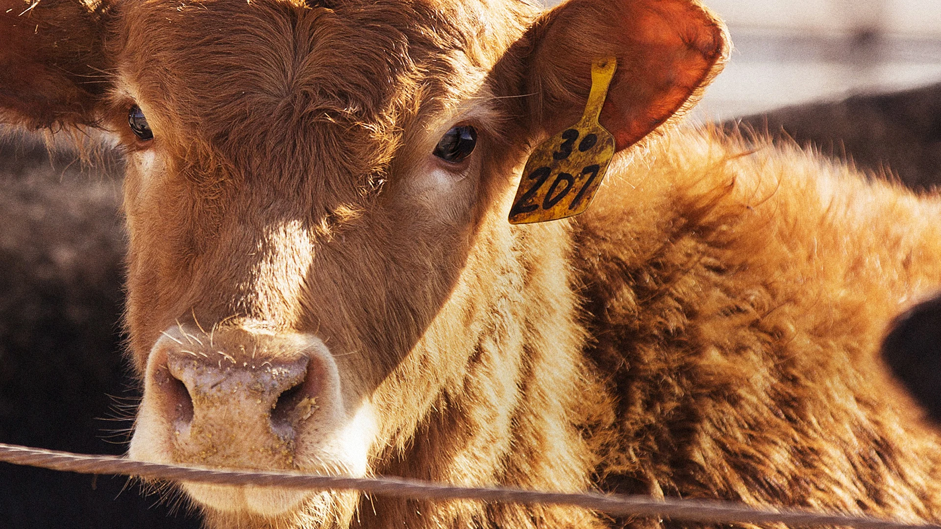 The Quantified Cow: Wearables Will Monitor Animals As Closely As Humans ...