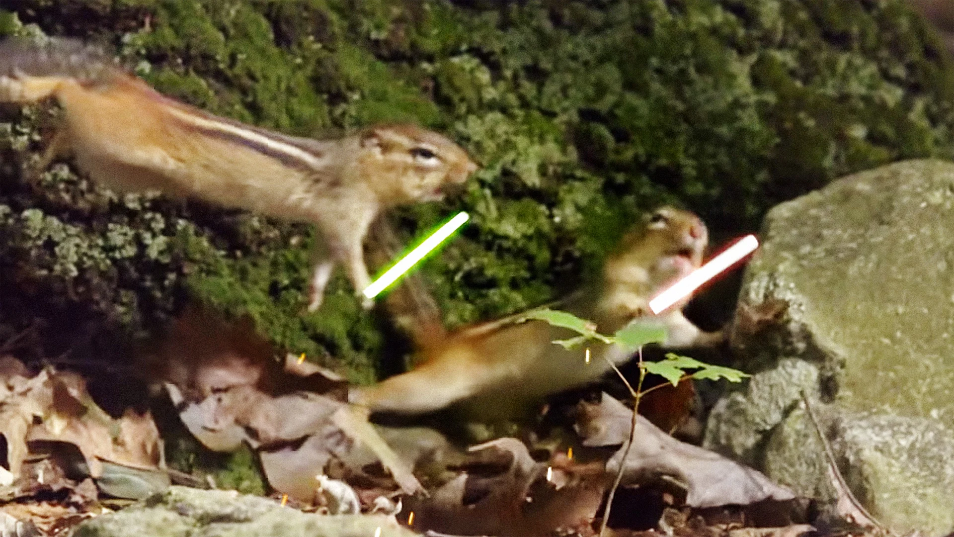 Watch Jedi Chipmunks Duel In A "Star Wars" Lightsaber Battle Remake ...