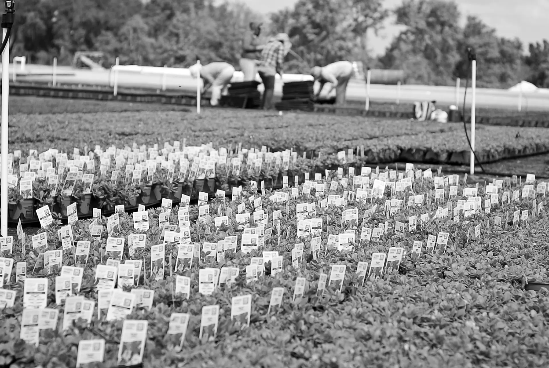 A conversation with Eric Cord, President, Windmill Farms Nurseries and ...