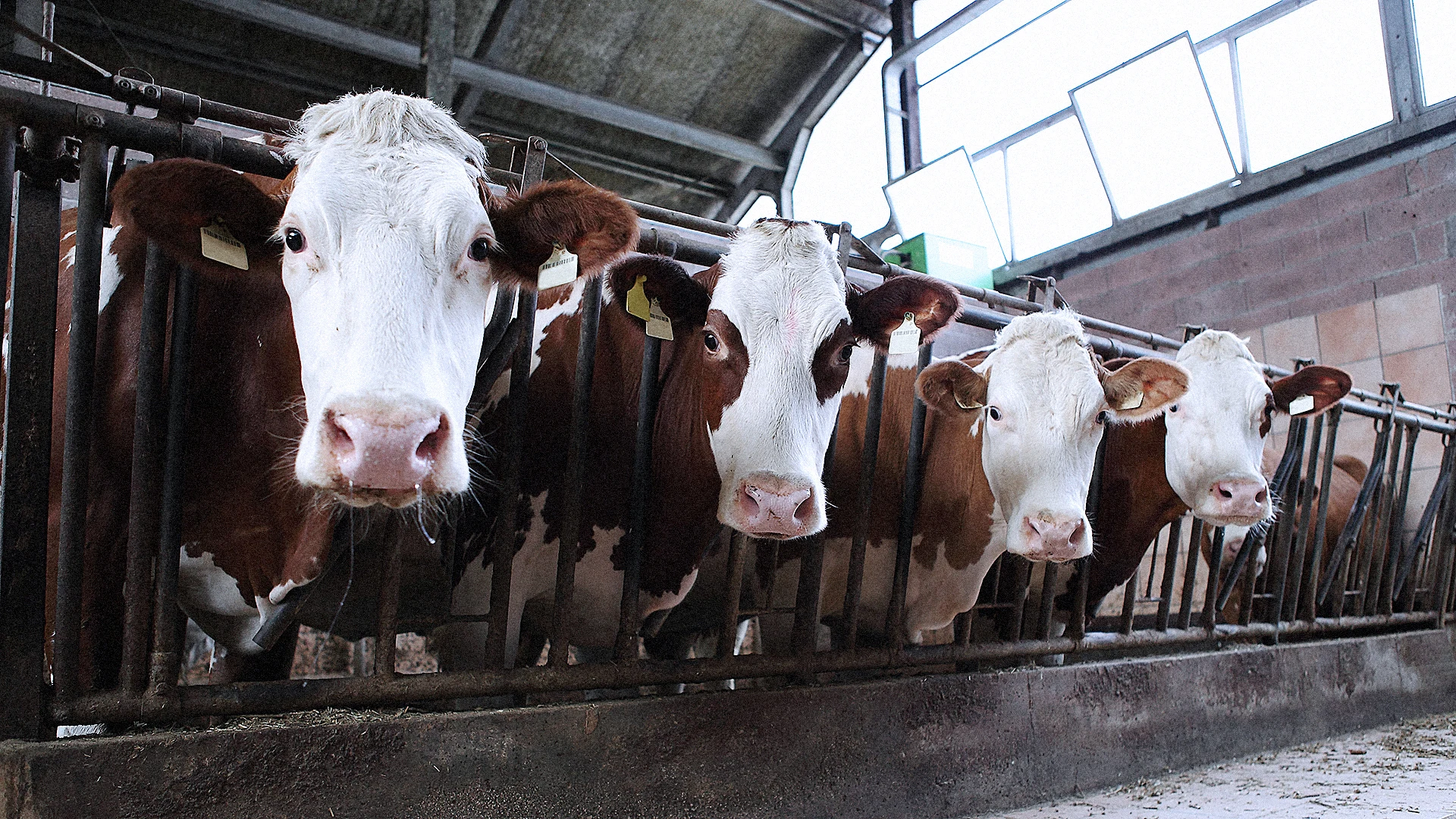 China Is Building A Million-Embryo-A-Year Cloned Meat Factory - Fast ...