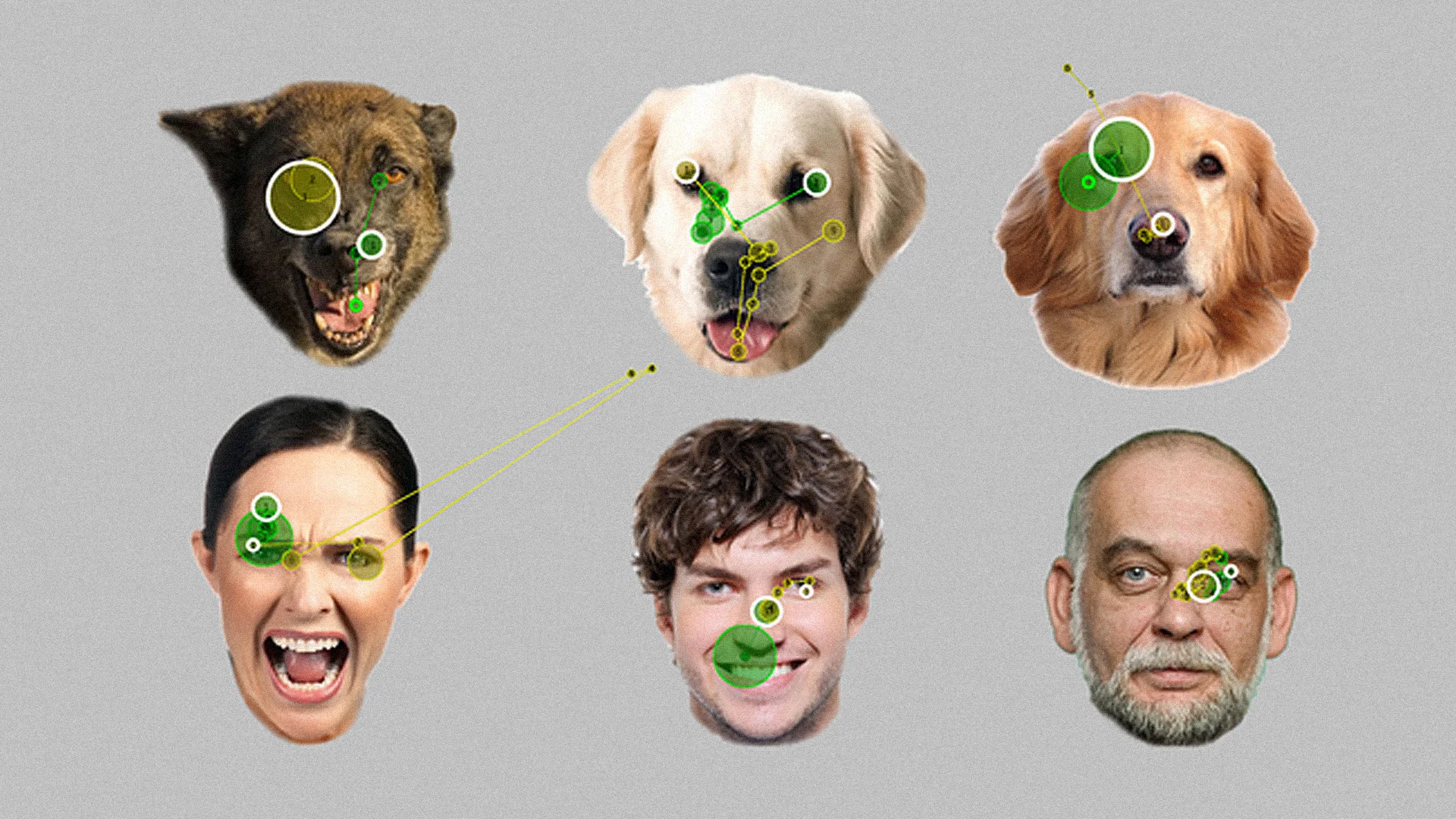 Dogs Really Can Read Your Emotions From Your Face - Fast Company