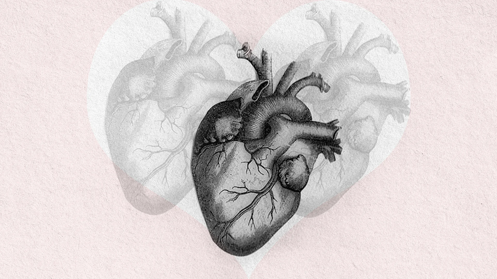 Scientists Grow A Human Heart From Stem Cells - Fast Company