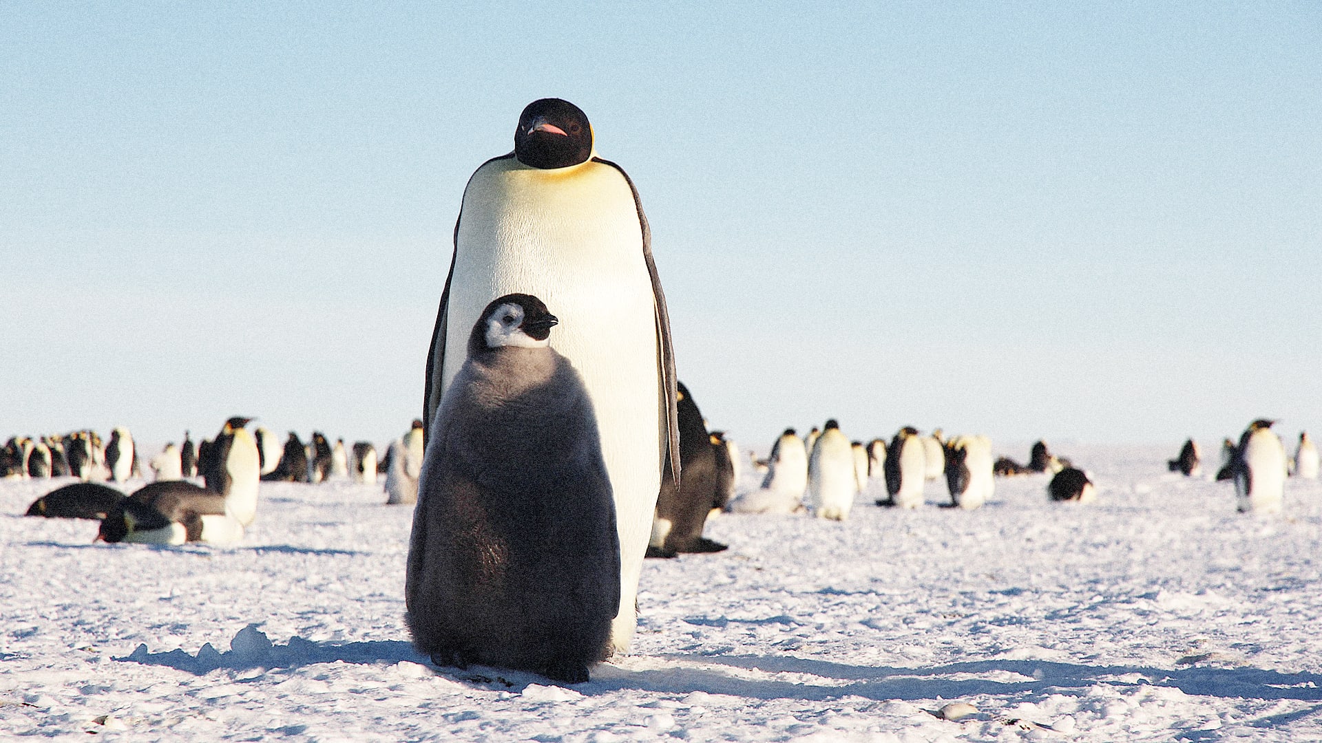 Spend Your Day Counting Baby Penguins, In The Name Of Science - Fast ...