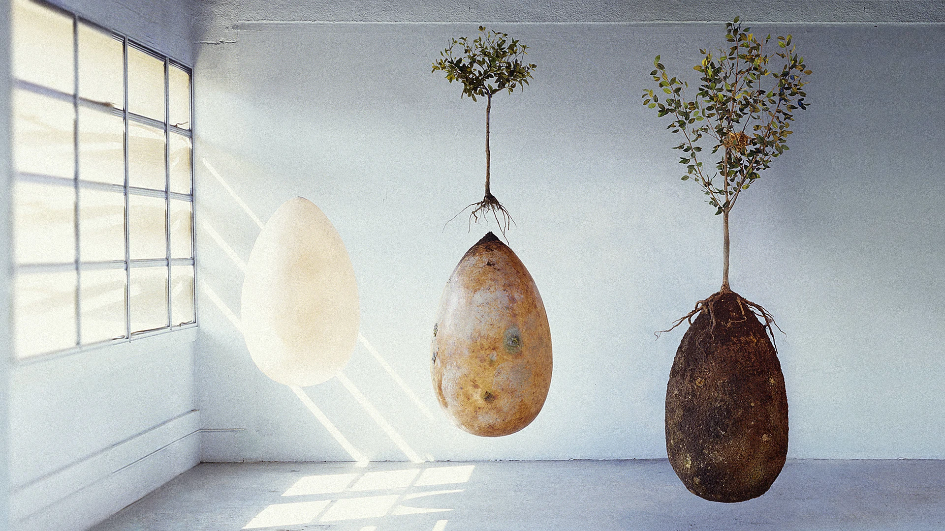Instead Of A Coffin, Be Buried In A Biodegradable Pod That Helps Grow A ...