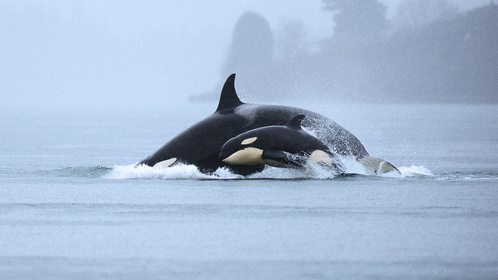 These Hardware Stores Are Adding "Orca-Friendly" Labels To Products ...