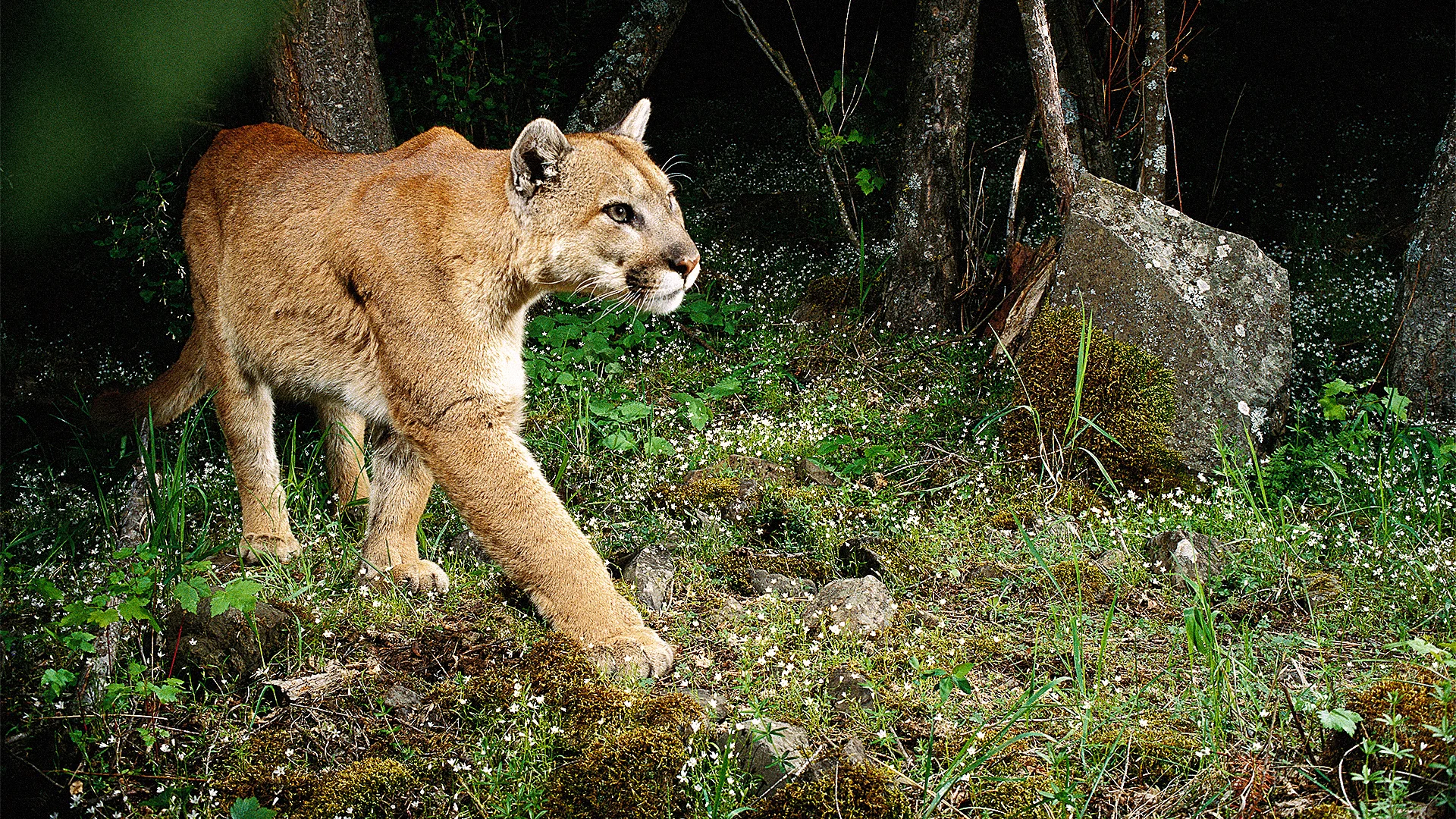 Should Wild Animals Have Property Rights Over Their Habitats? - Fast ...