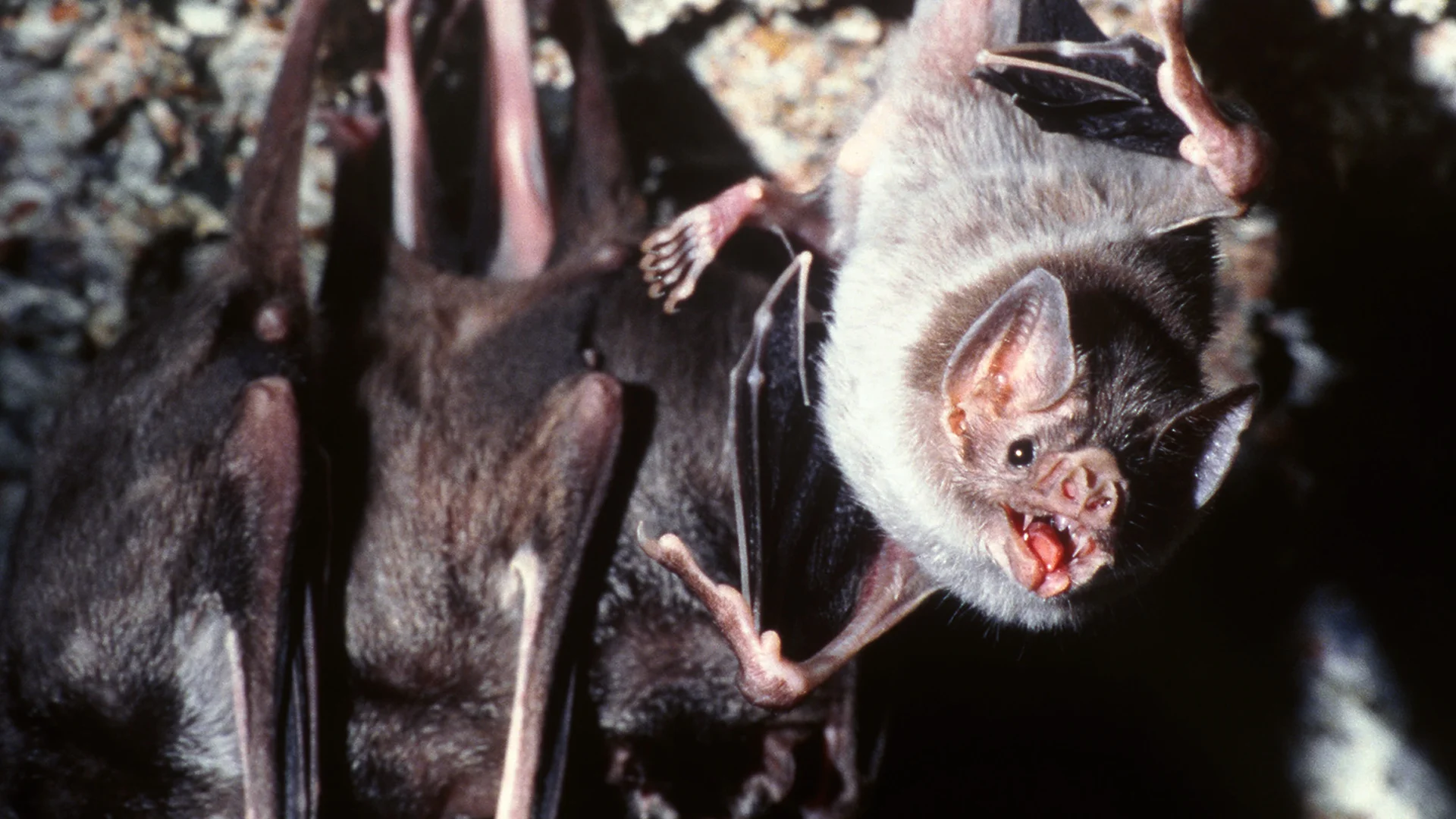 We Destroyed Their Habitat, So Brazilian Vampire Bats Have Started ...