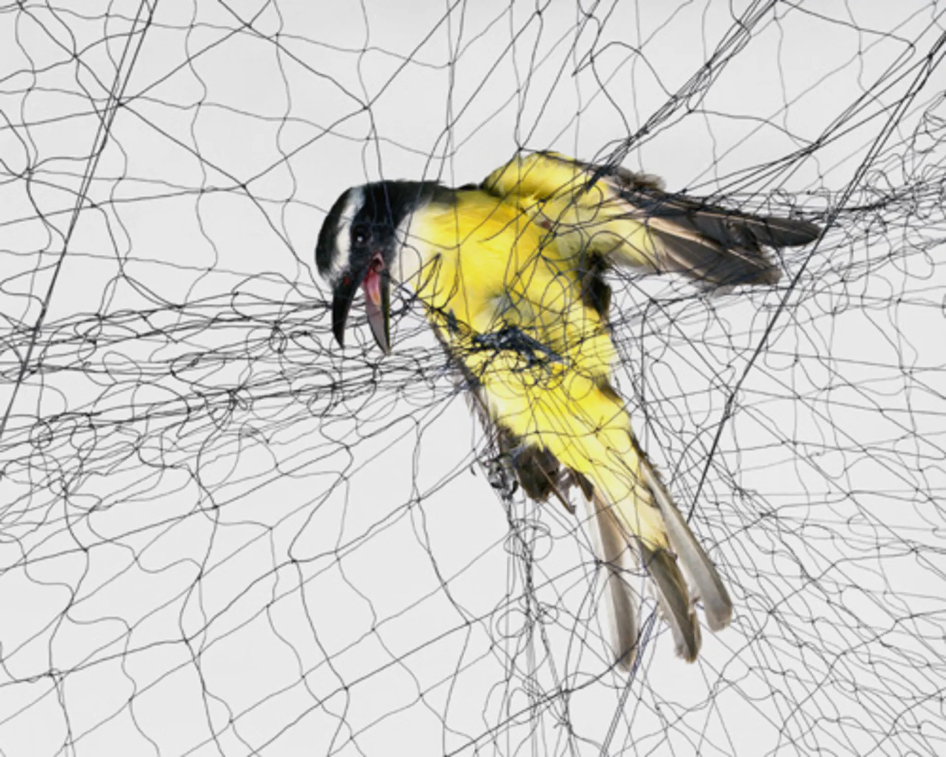 Be Mesmerized By These Photos Of Birds Caught In Nets - Fast Company
