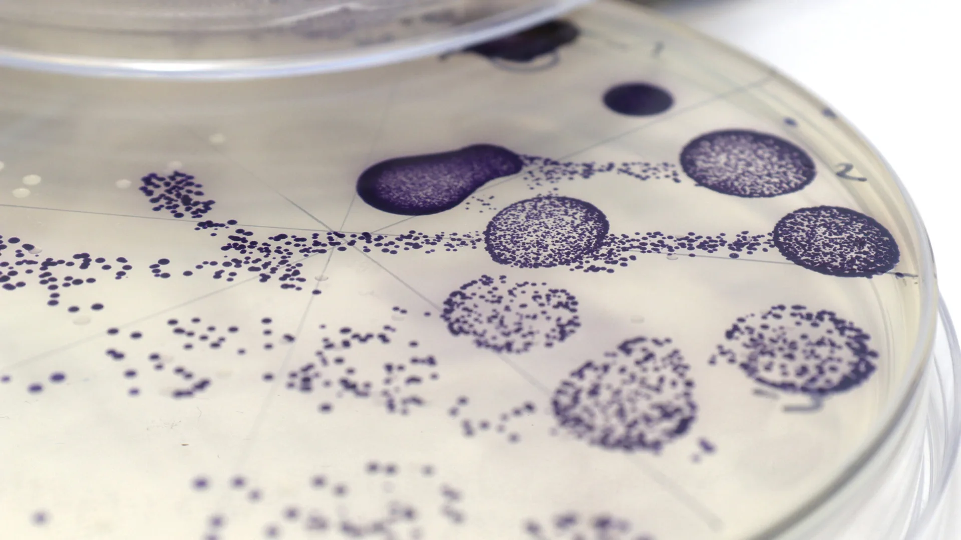 From 'shrimp leather' to synthetic dye, can biomaterials finally scale ...