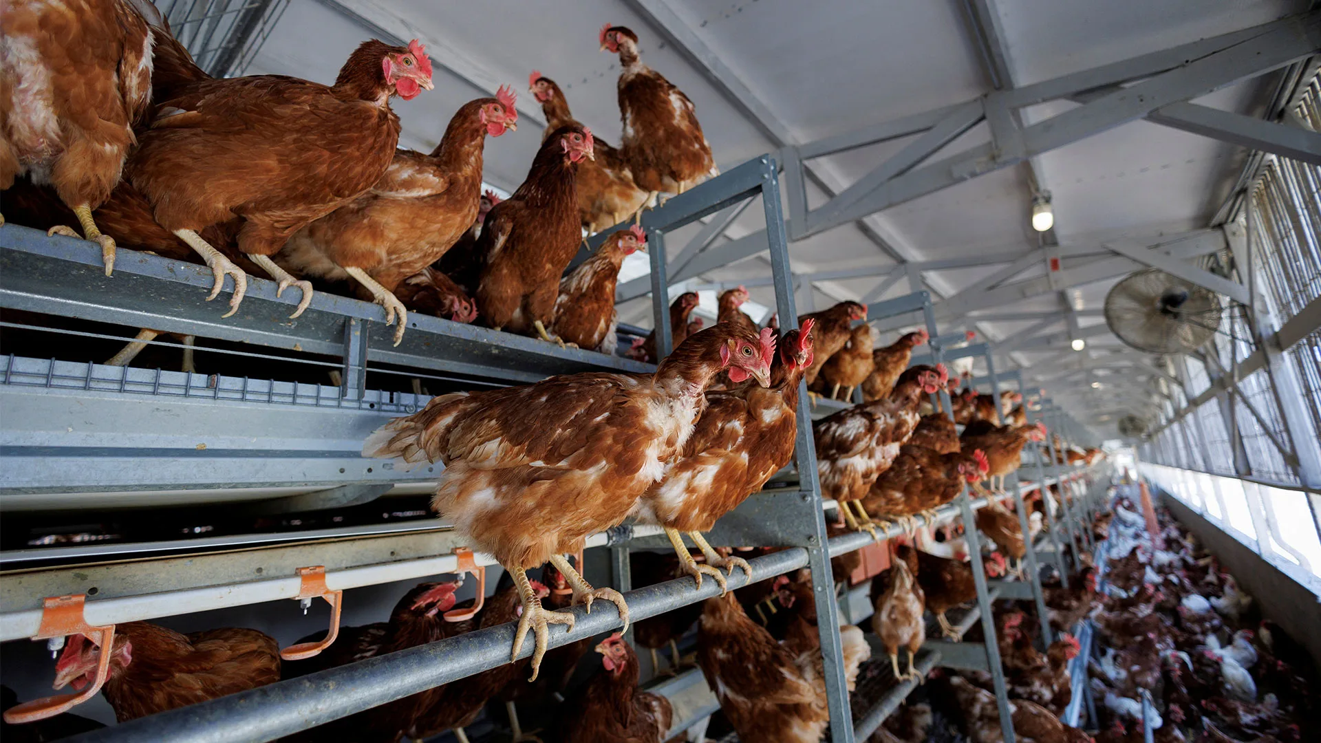 Tyson factory closures force chicken farmers to switch to costly egg ...