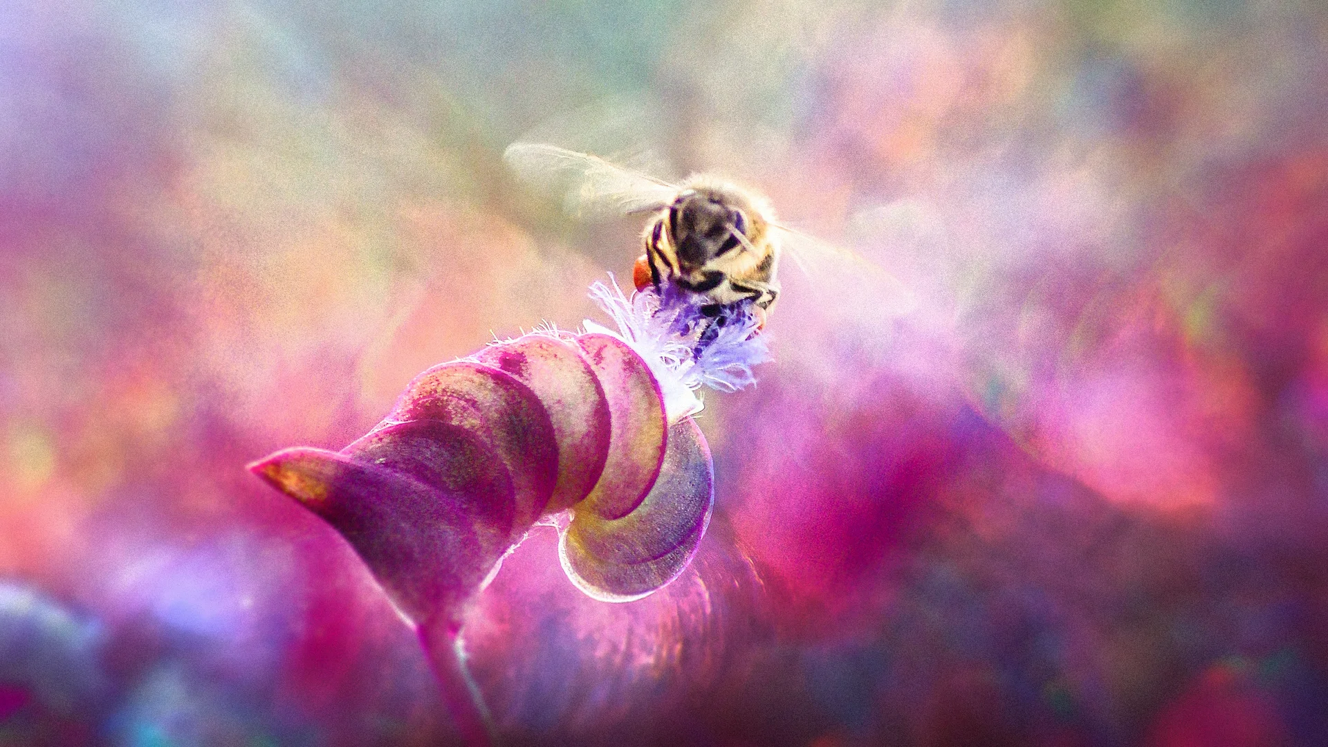 Wild bees are the real climate heroes - Fast Company