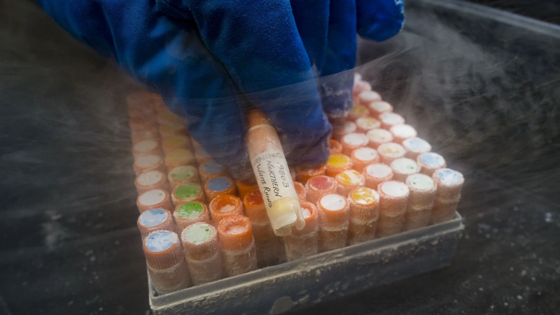 Technology that saves animals - Fast Company