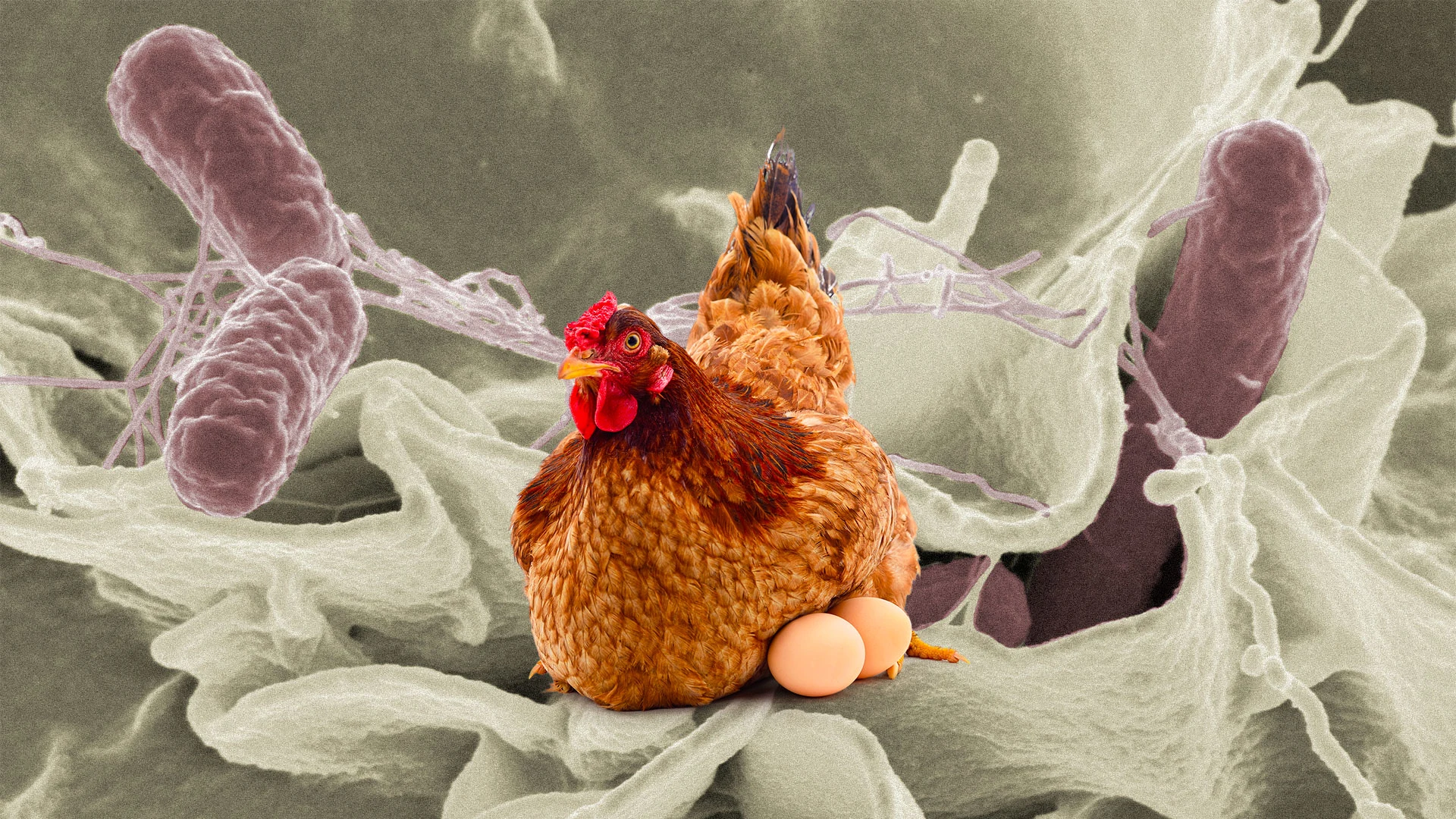 Salmonella outbreaks 2024: Symptoms linked to chickens, ducks - Fast ...
