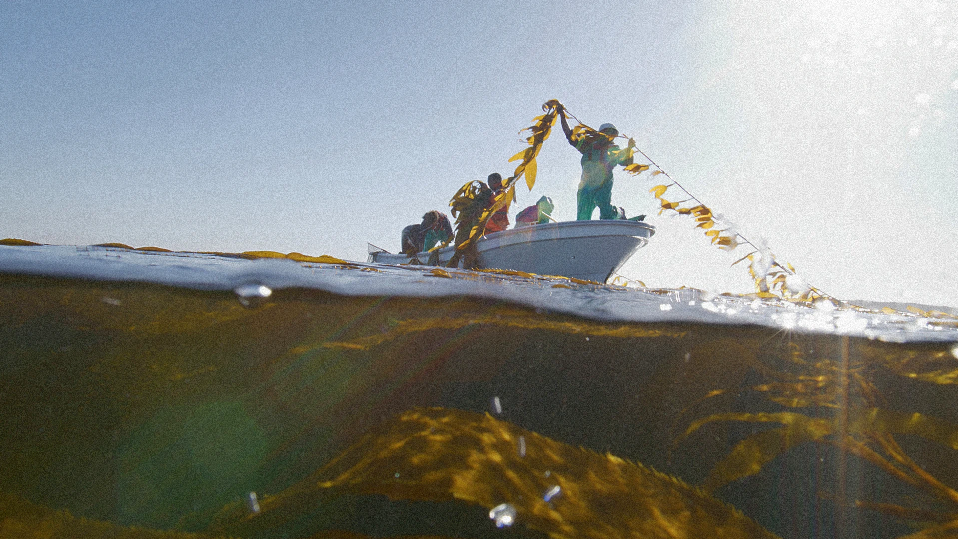 Why this former oil executive is growing giant kelp forests in Africa ...