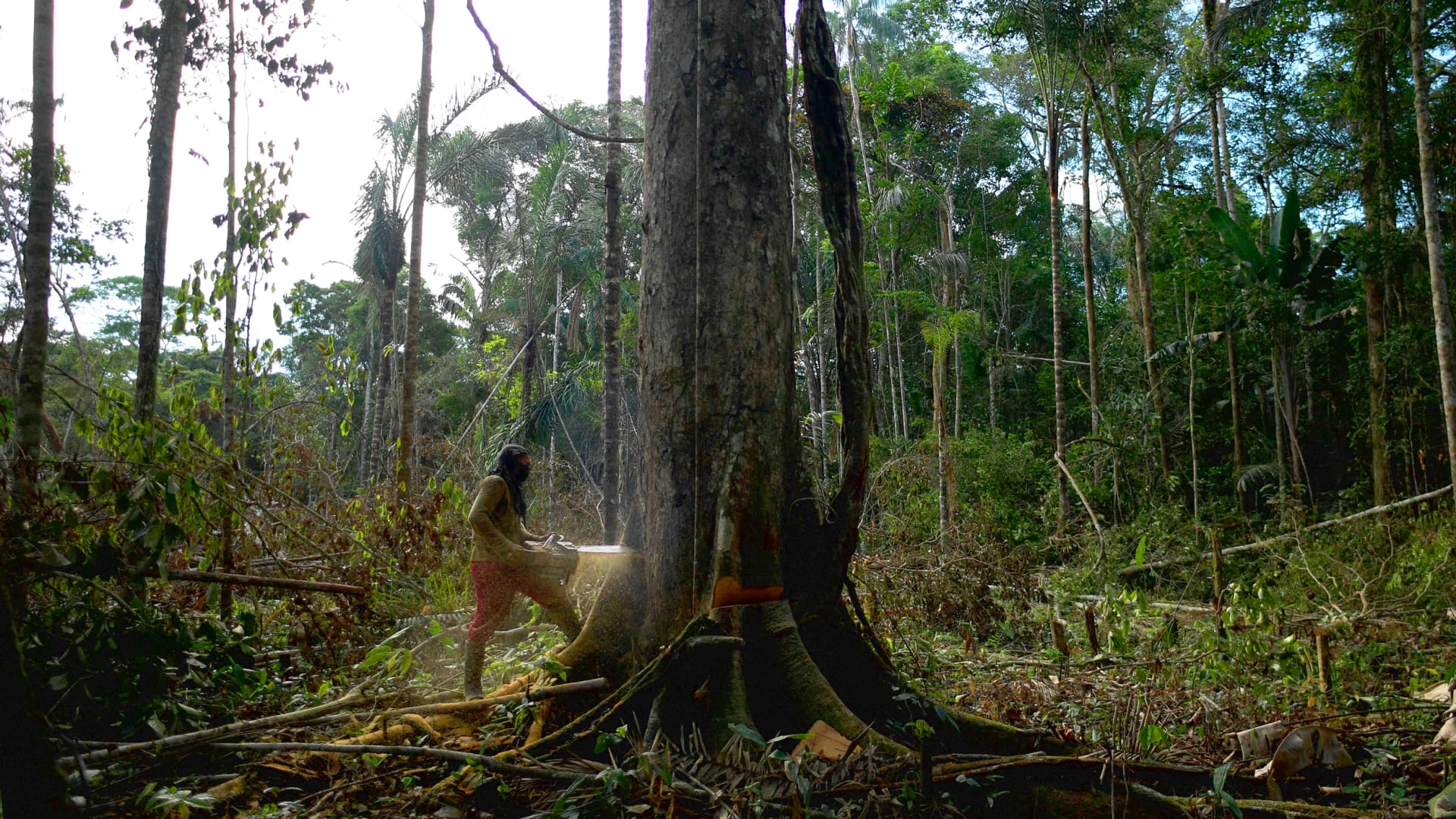 Drug-related deforestation in Central America is threatening migratory ...