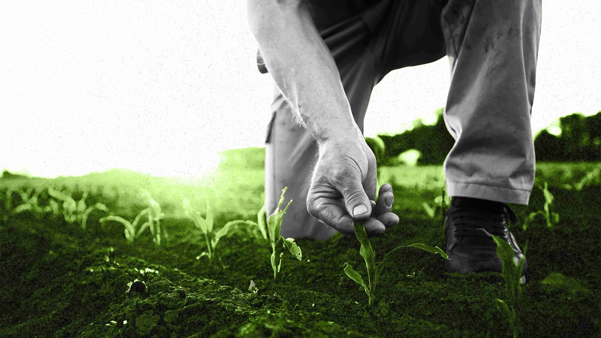 Innovating the fields: Five tech innovations driving the future of ...