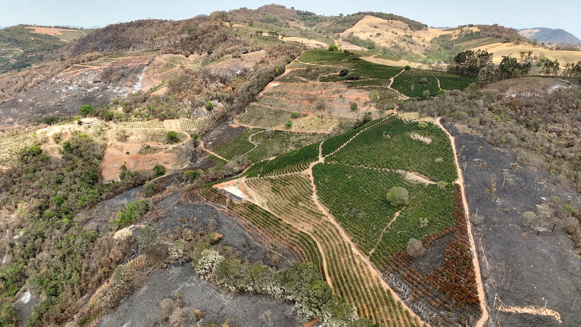 Brazilian drought threatens to drive up coffee prices - Fast Company