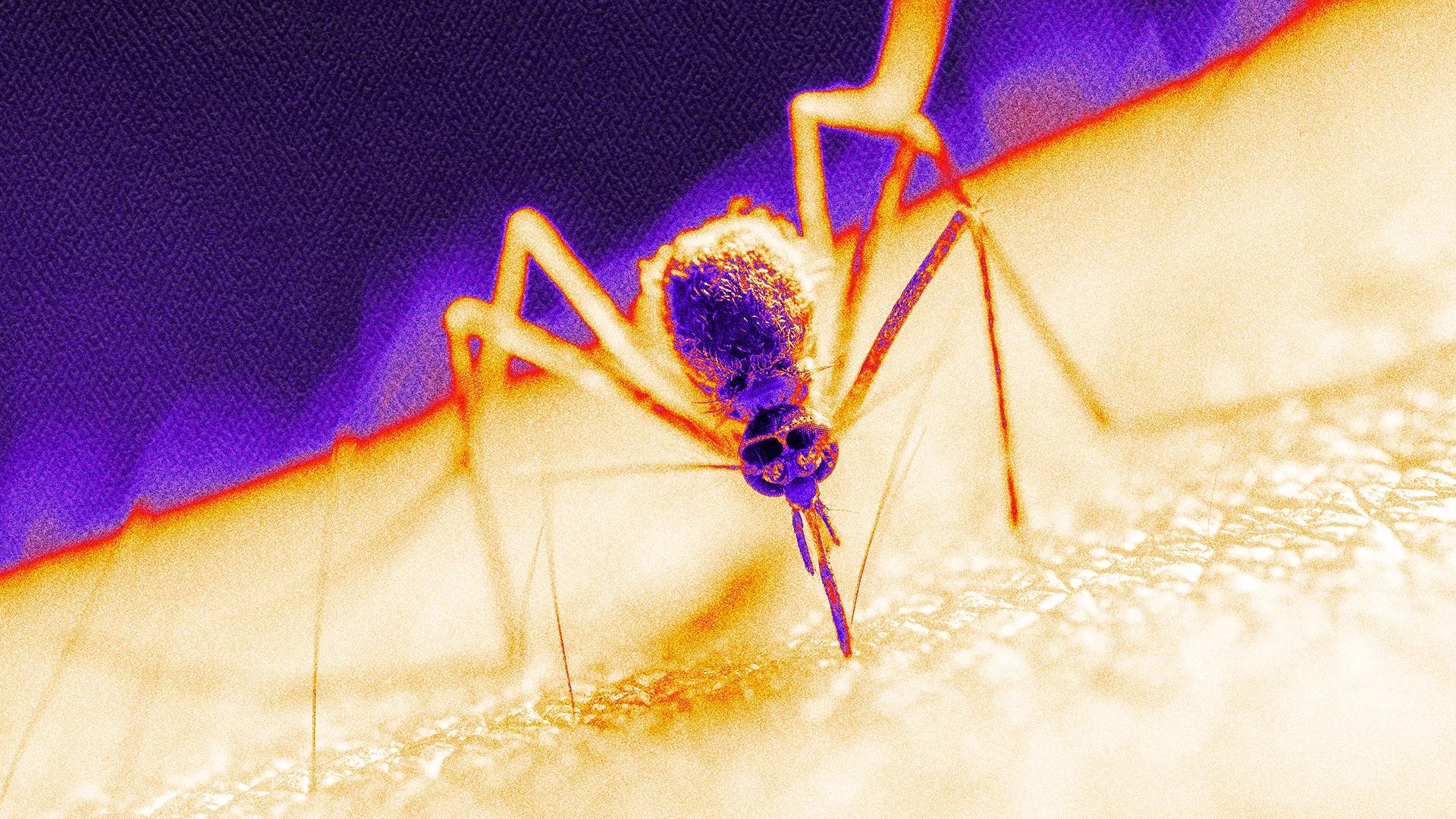 This deadly mosquito-borne disease is spreading on the East Coast—and ...