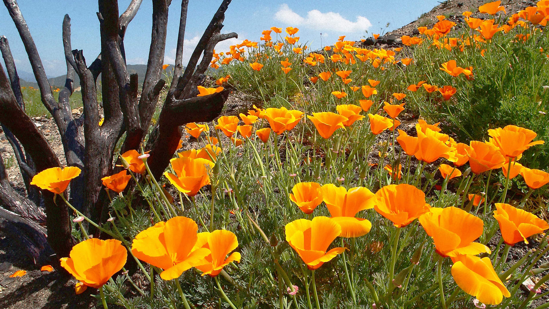 Why even wealthy enclaves should be turned into 'sacrifice zones' and ...