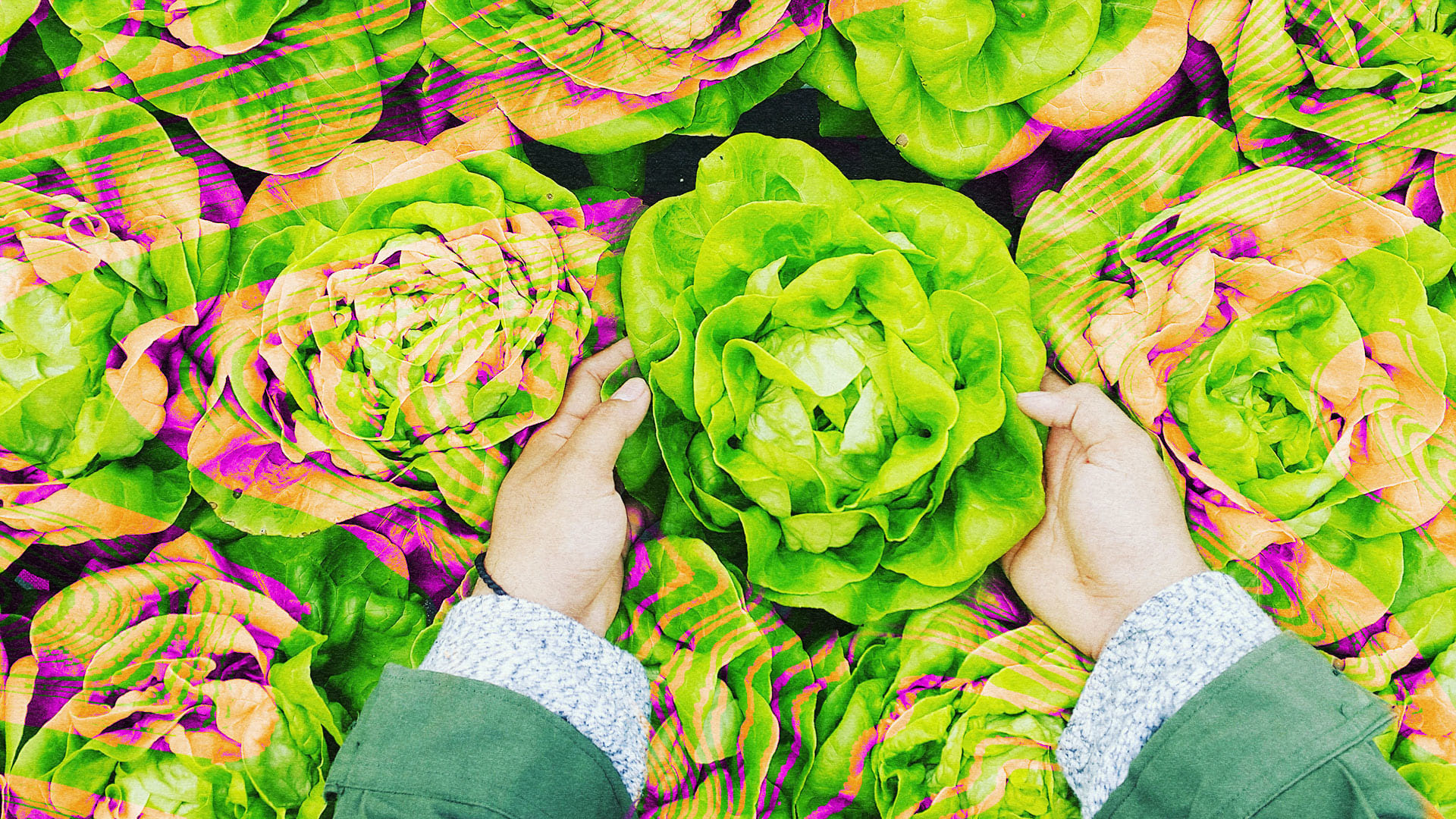 How to make climate-friendly meals - Fast Company