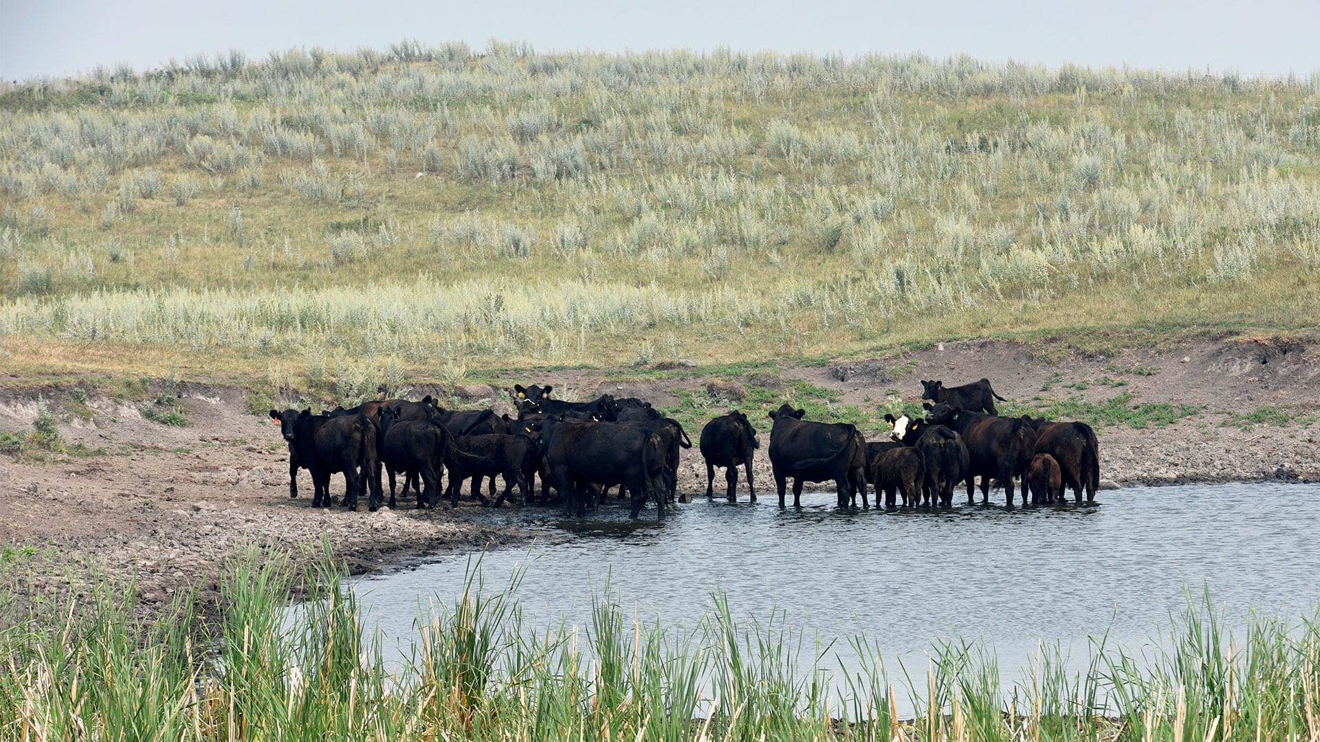 U.S. drought is impacting Tyson Foods, other meatpackers - Fast Company