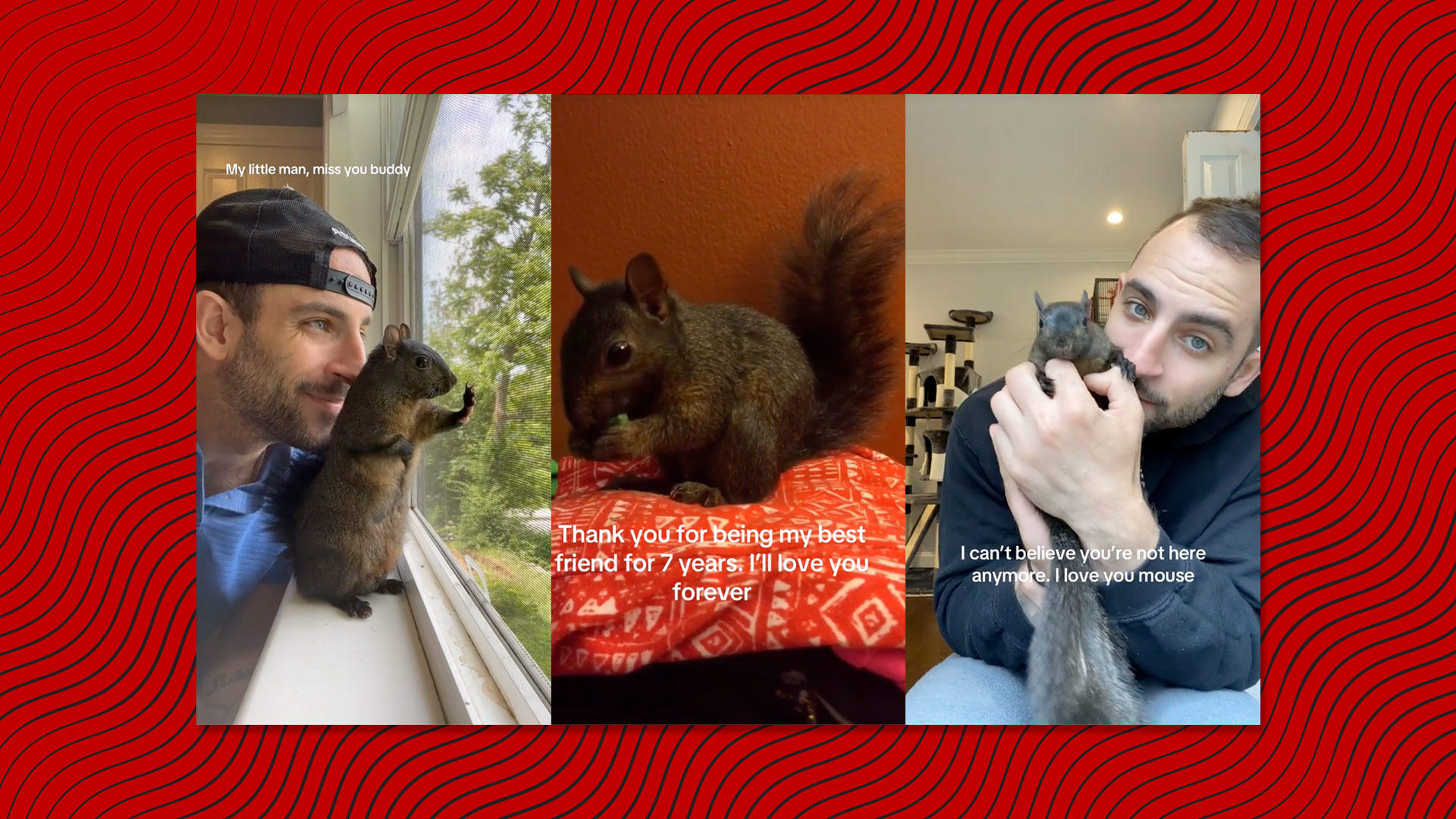 Here’s why Trump’s allies are talking about Peanut the squirrel right ...