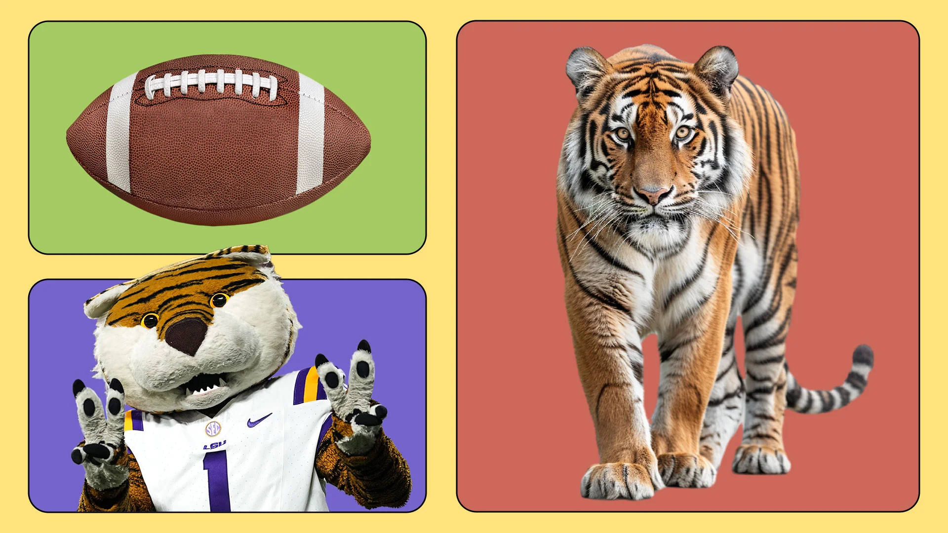 LSU live tiger at football game: Plan sparks outrage from PETA, 7K ...