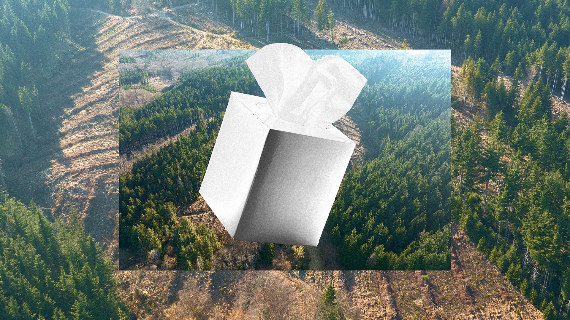 My company boycotted Kleenex—and got it to clean up how it makes ...