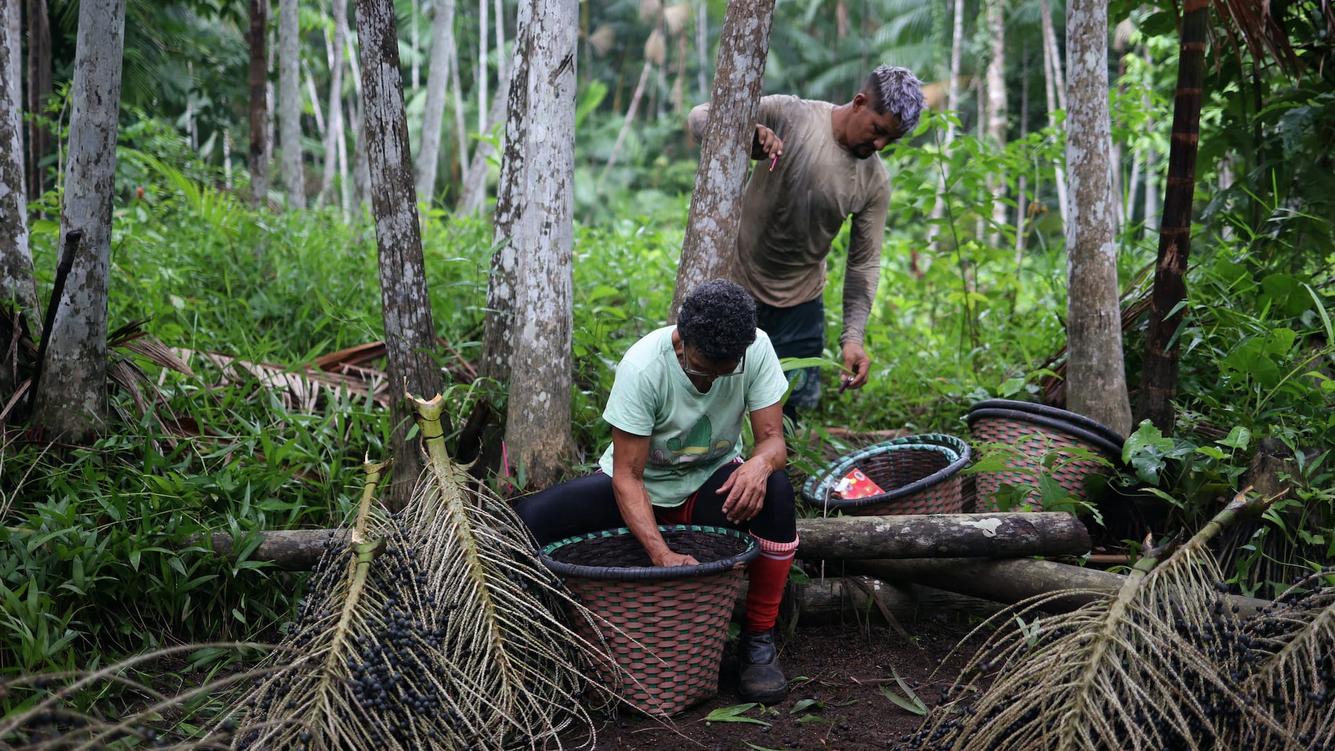 How women lead the acai berry business in the Amazon - Fast Company